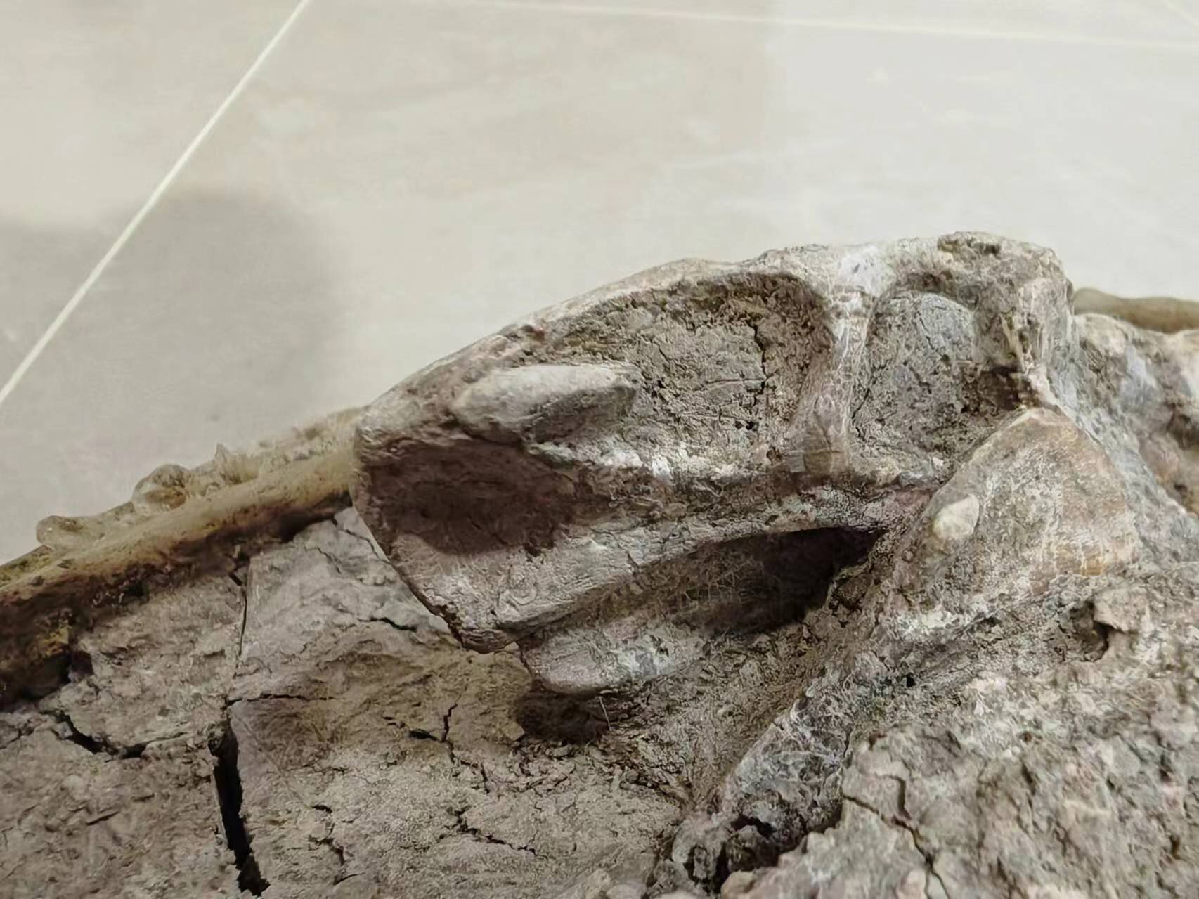Psittacosaurus plate - Is It Real? How to Recognize Fossil Fabrications ...