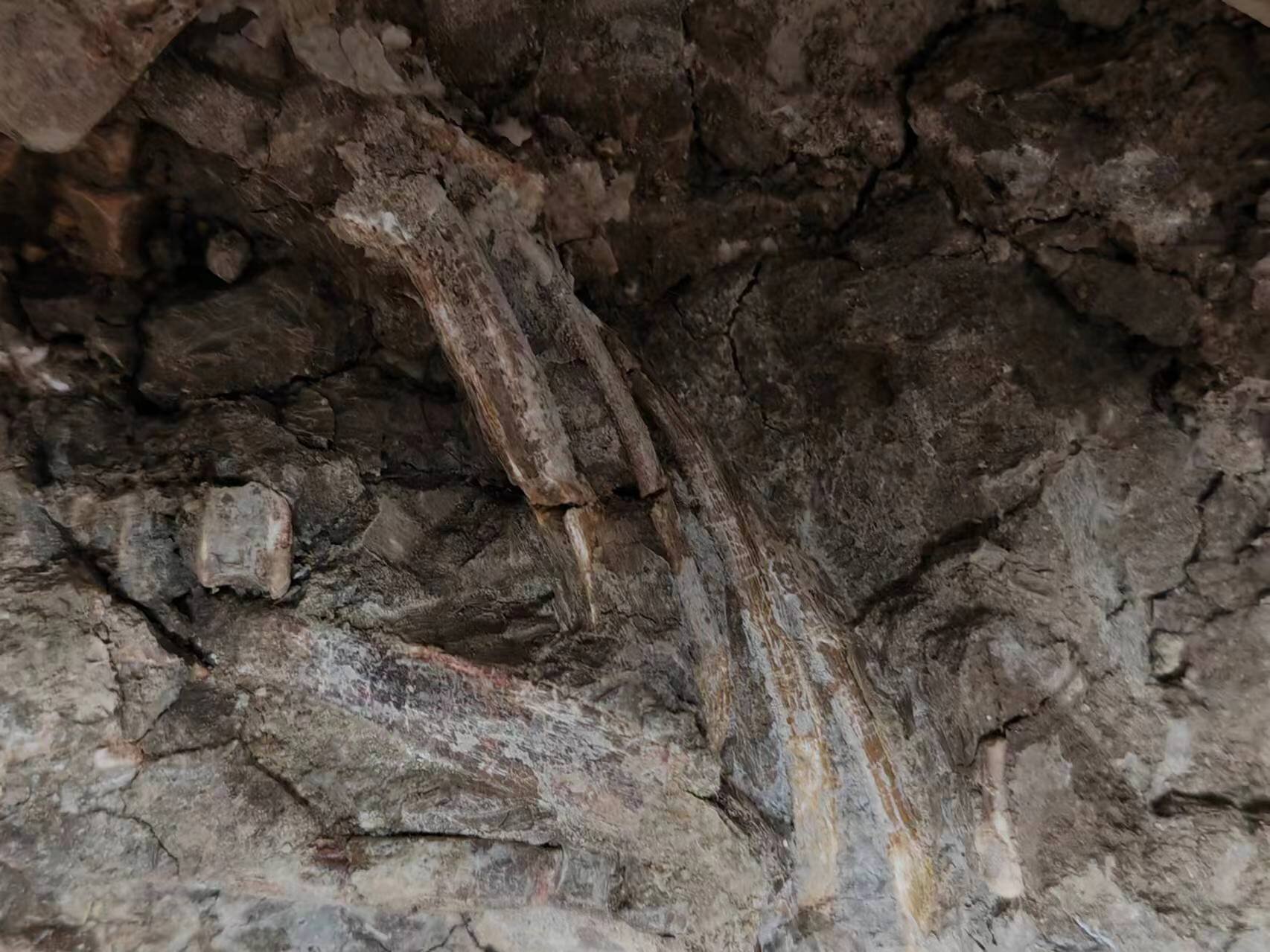 Psittacosaurus plate - Is It Real? How to Recognize Fossil Fabrications ...