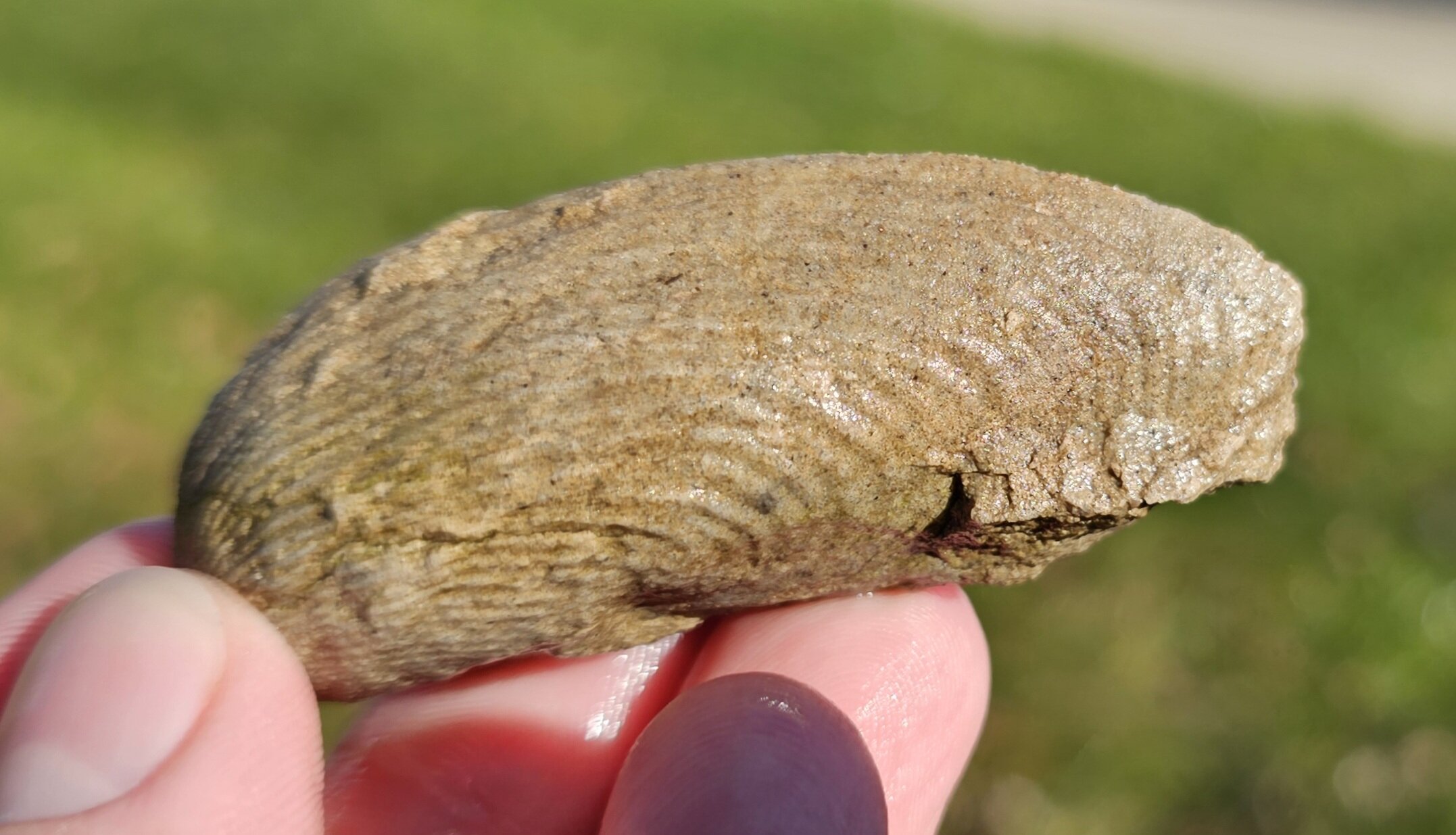 Help on identifying species, age, and region of this pelecypod found in ...
