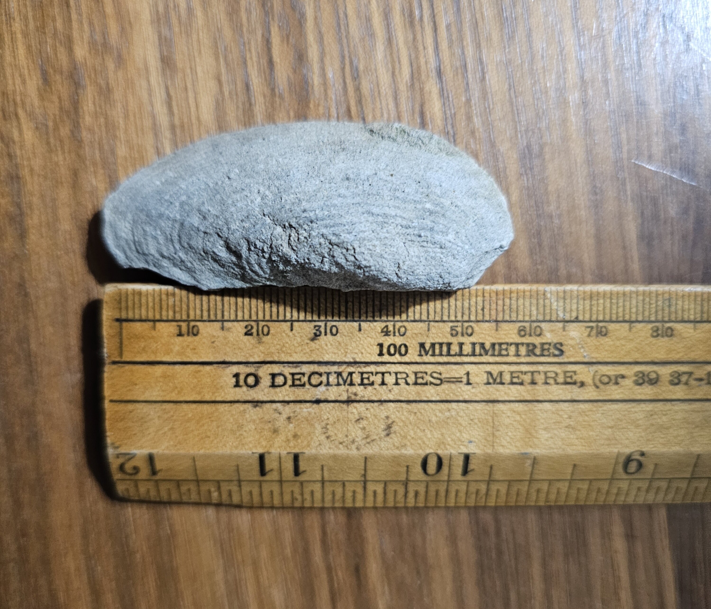 Help on identifying species, age, and region of this pelecypod found in ...