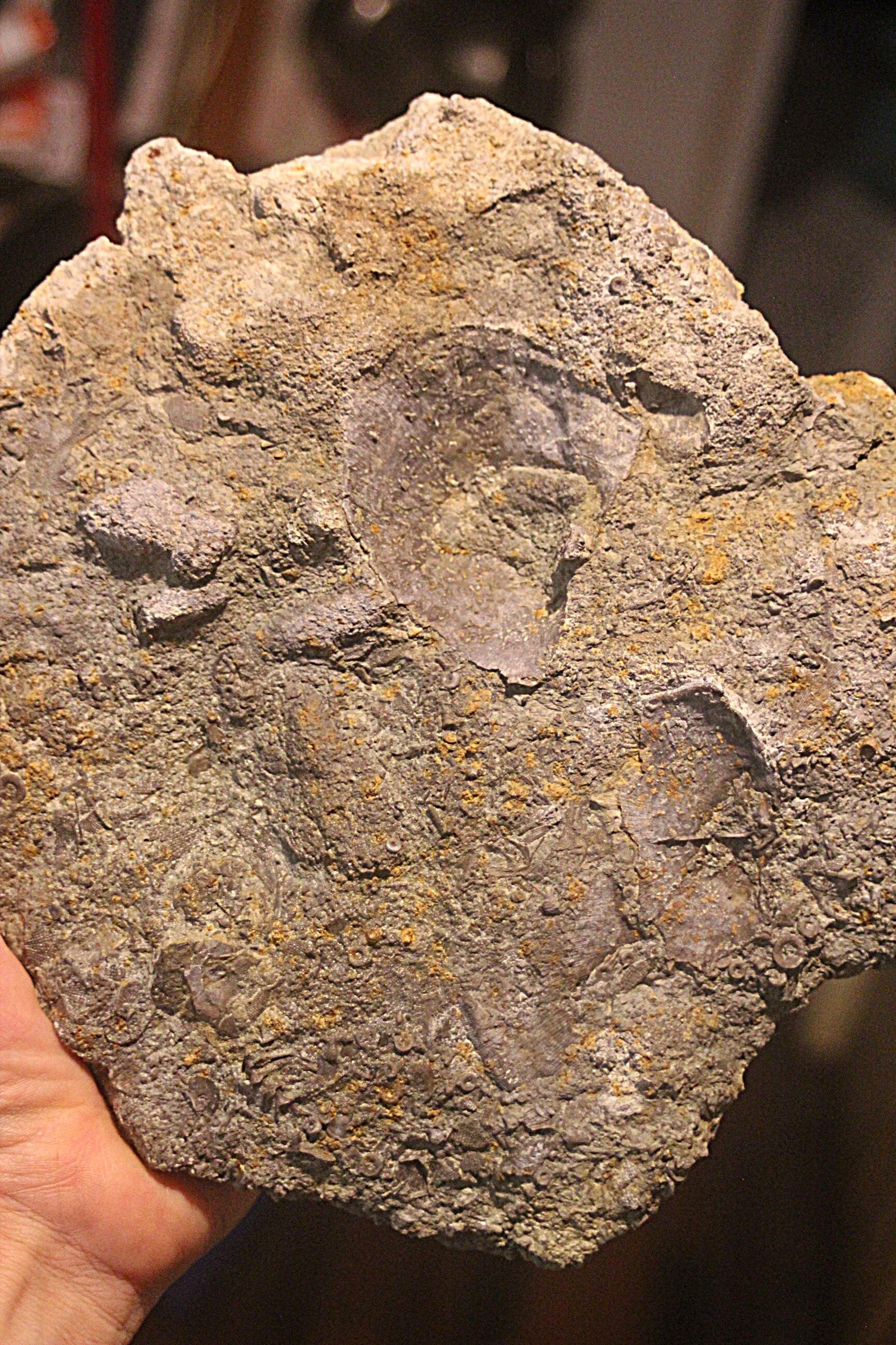 Interesting Fossils/Shells? - Fossil ID - The Fossil Forum