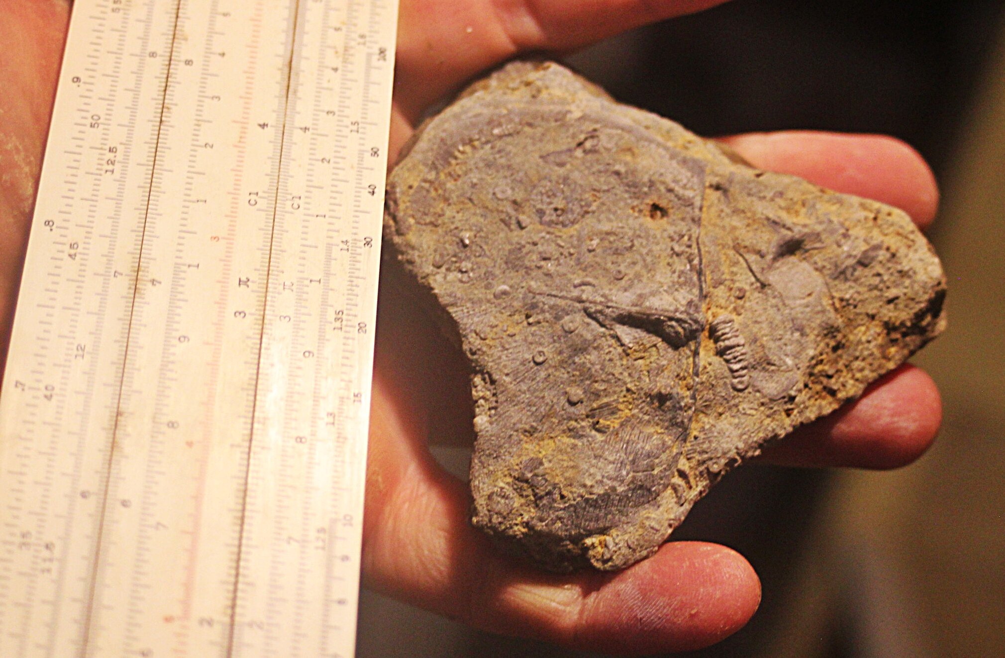 Interesting Fossils/Shells? - Fossil ID - The Fossil Forum