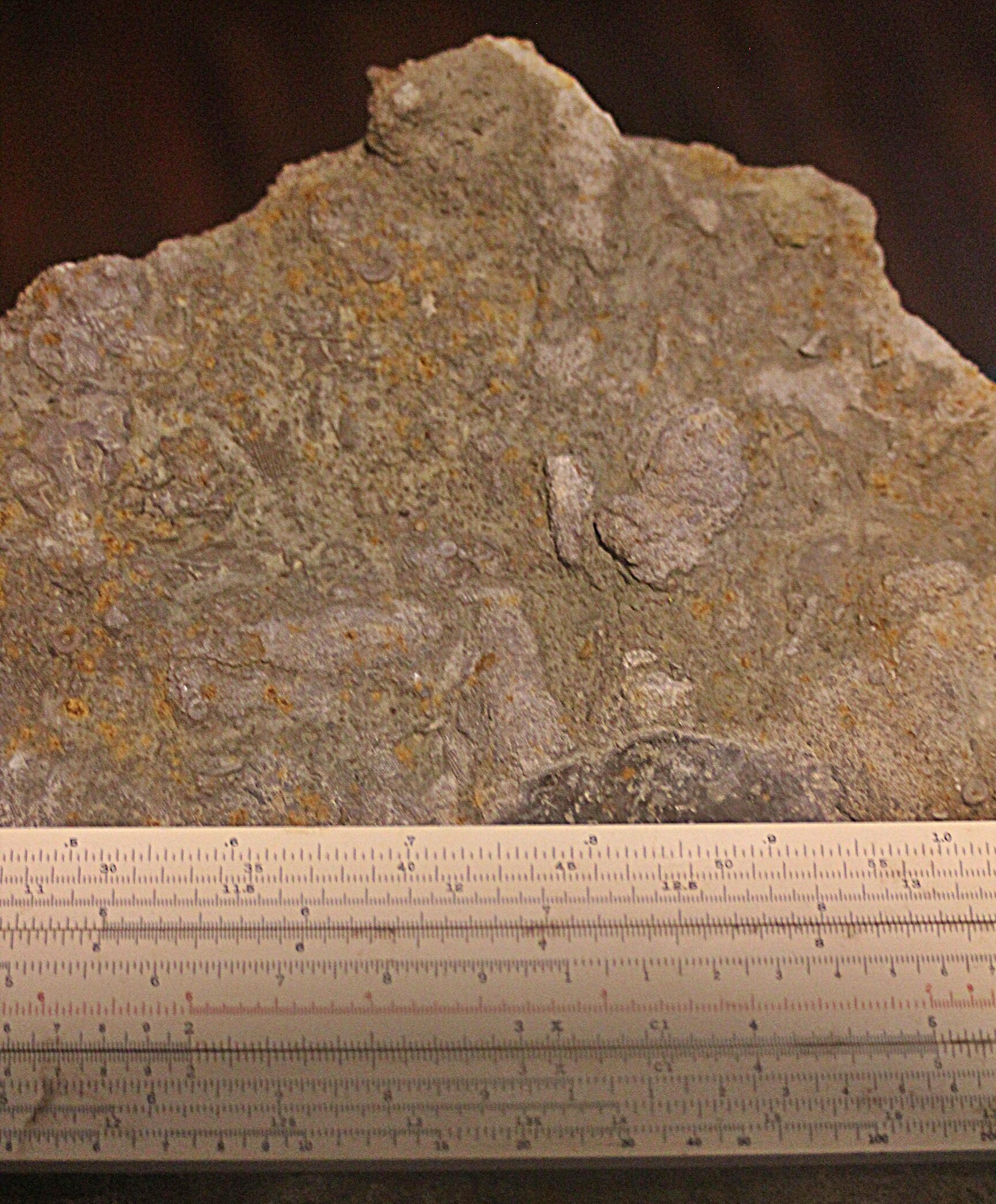 Interesting Fossils/Shells? - Fossil ID - The Fossil Forum
