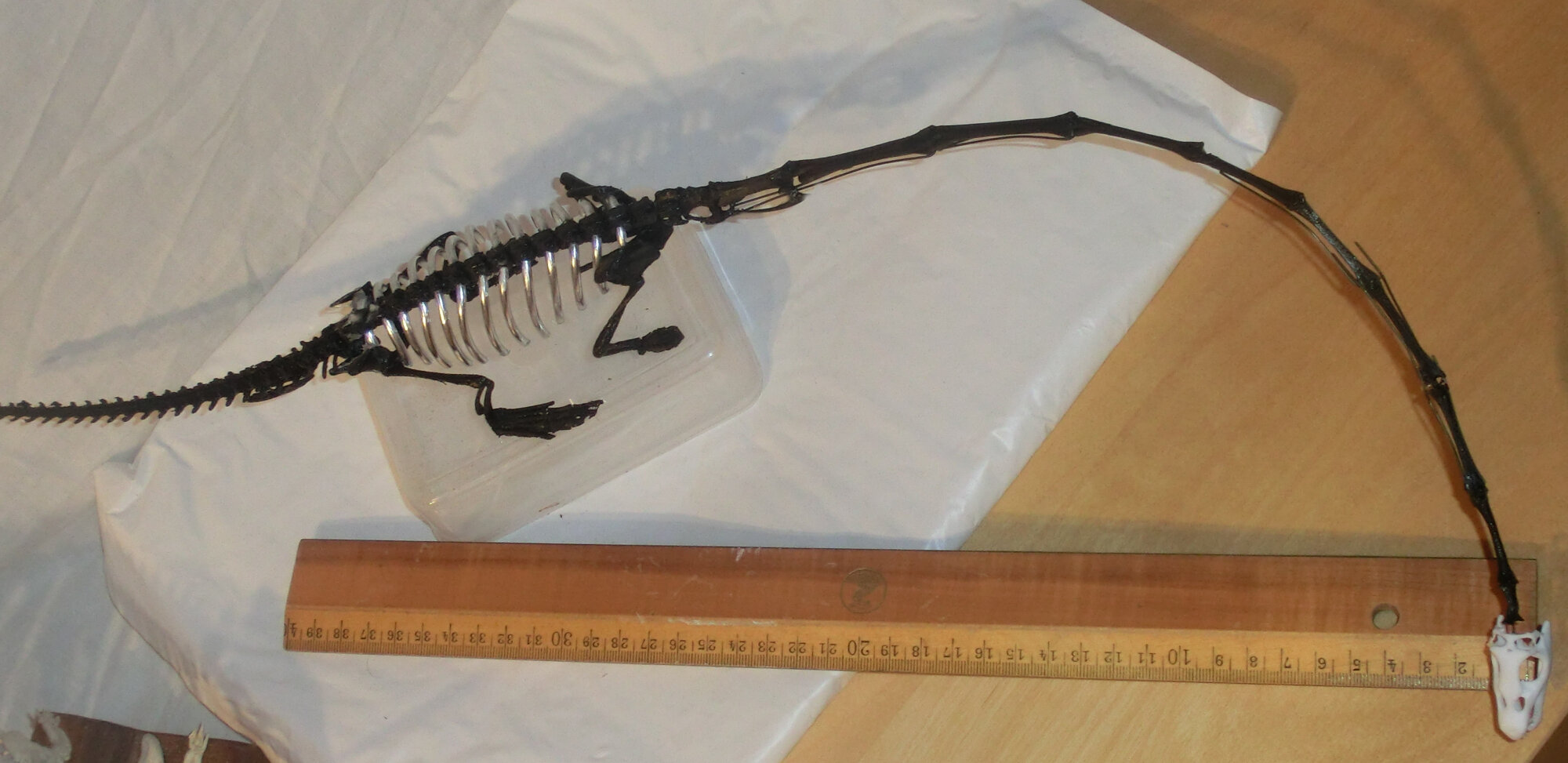 Model resurrection - Paleo Re-creations - The Fossil Forum