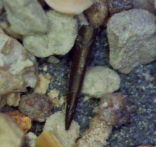 Microfossils from Permian Texas Red Beds - Fossil ID - The Fossil Forum