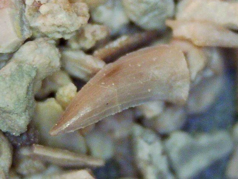 Microfossils from Permian Texas Red Beds - Fossil ID - The Fossil Forum