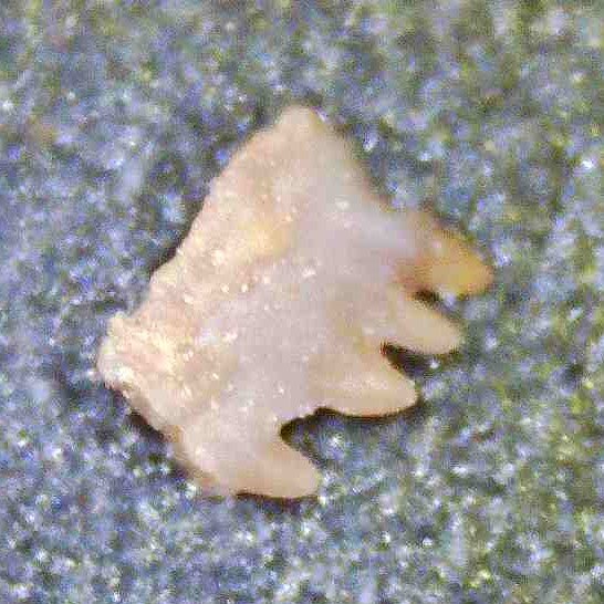 Microfossils from Permian Texas Red Beds - Fossil ID - The Fossil Forum
