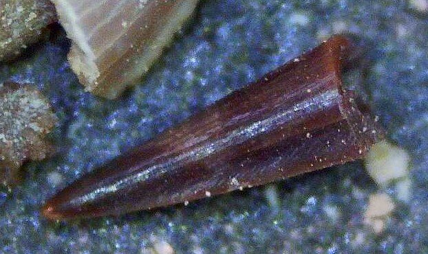 Microfossils from Permian Texas Red Beds - Fossil ID - The Fossil Forum