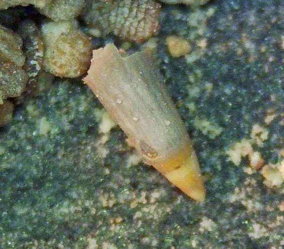 Microfossils from Permian Texas Red Beds - Fossil ID - The Fossil Forum