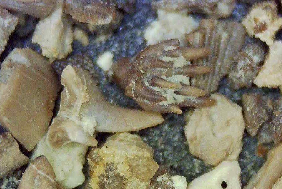 Microfossils from Permian Texas Red Beds - Fossil ID - The Fossil Forum