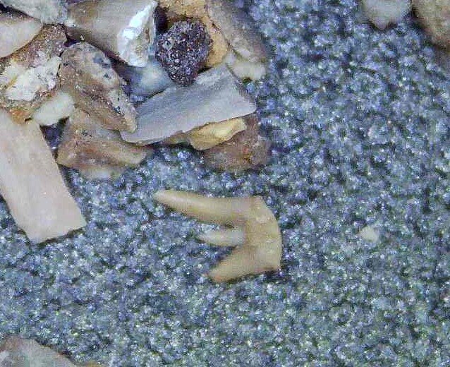 Microfossils from Permian Texas Red Beds - Fossil ID - The Fossil Forum