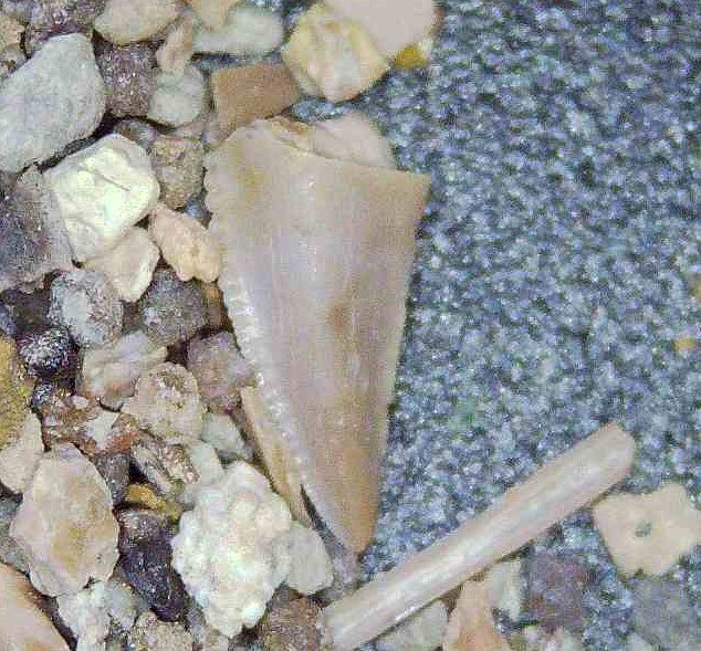 Microfossils from Permian Texas Red Beds - Fossil ID - The Fossil Forum