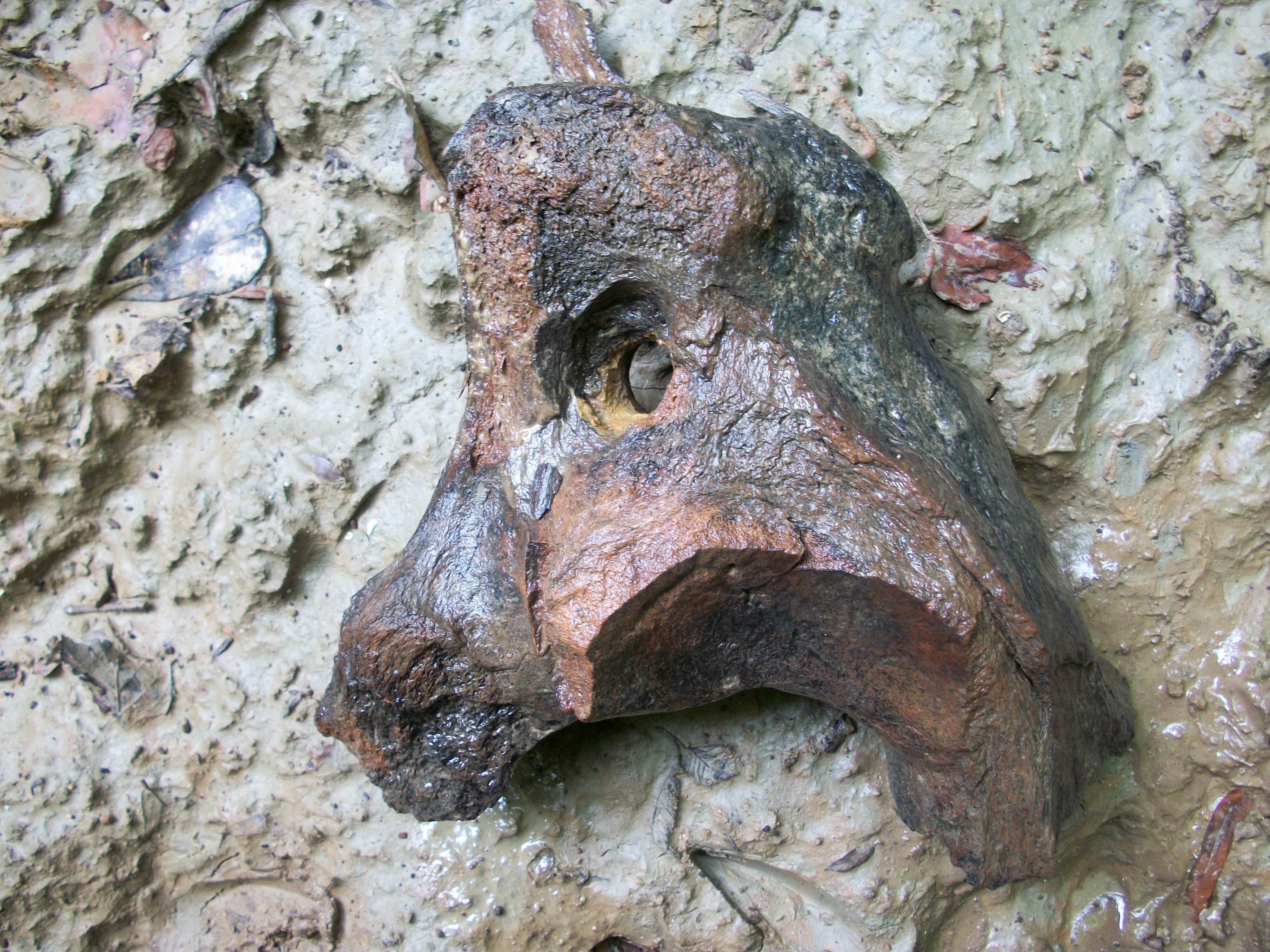Mastodon Bone Identification - Fossil ID - The Fossil Forum