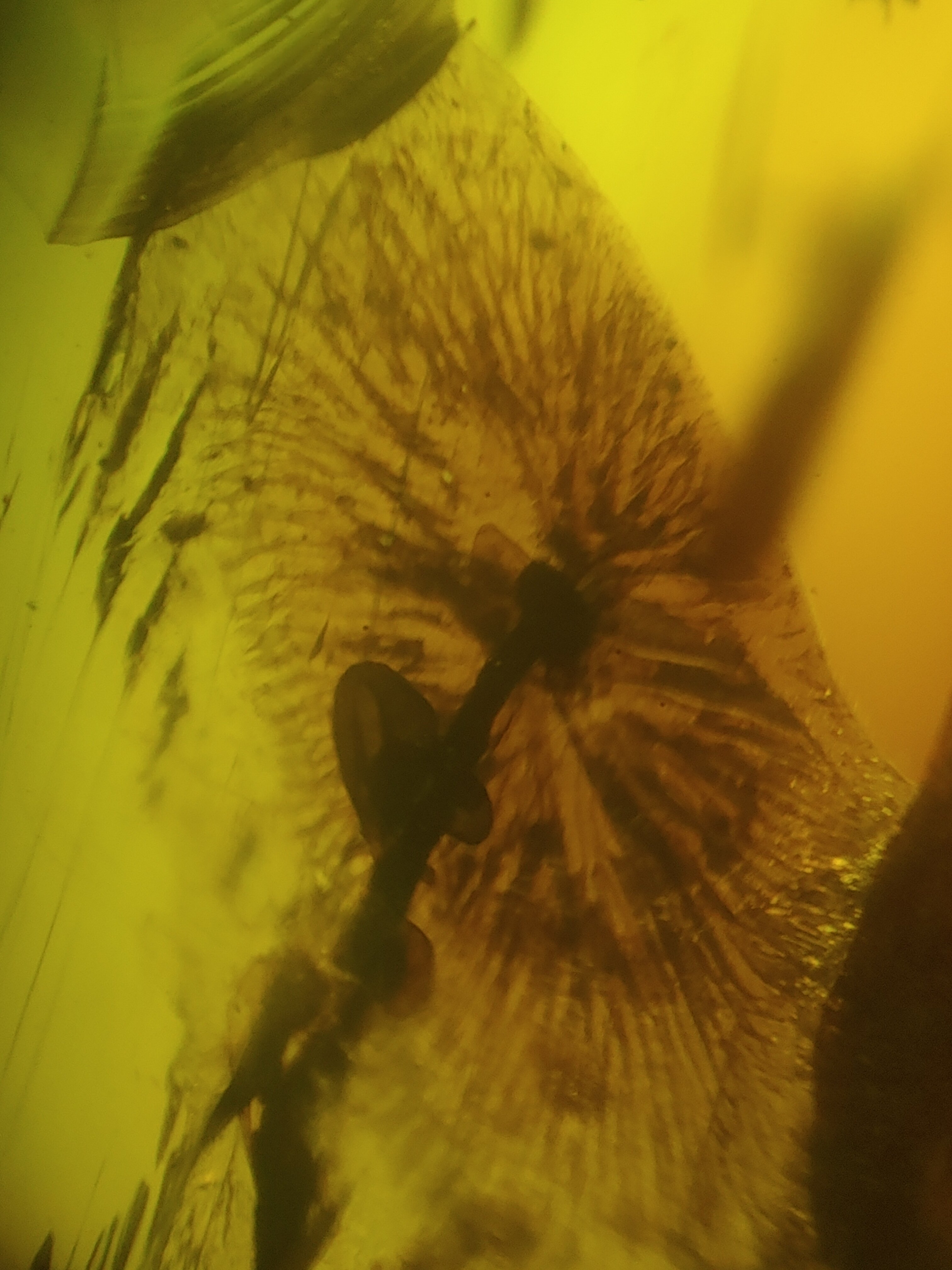 Mushroom in mexican amber - Micro-paleontology - The Fossil Forum