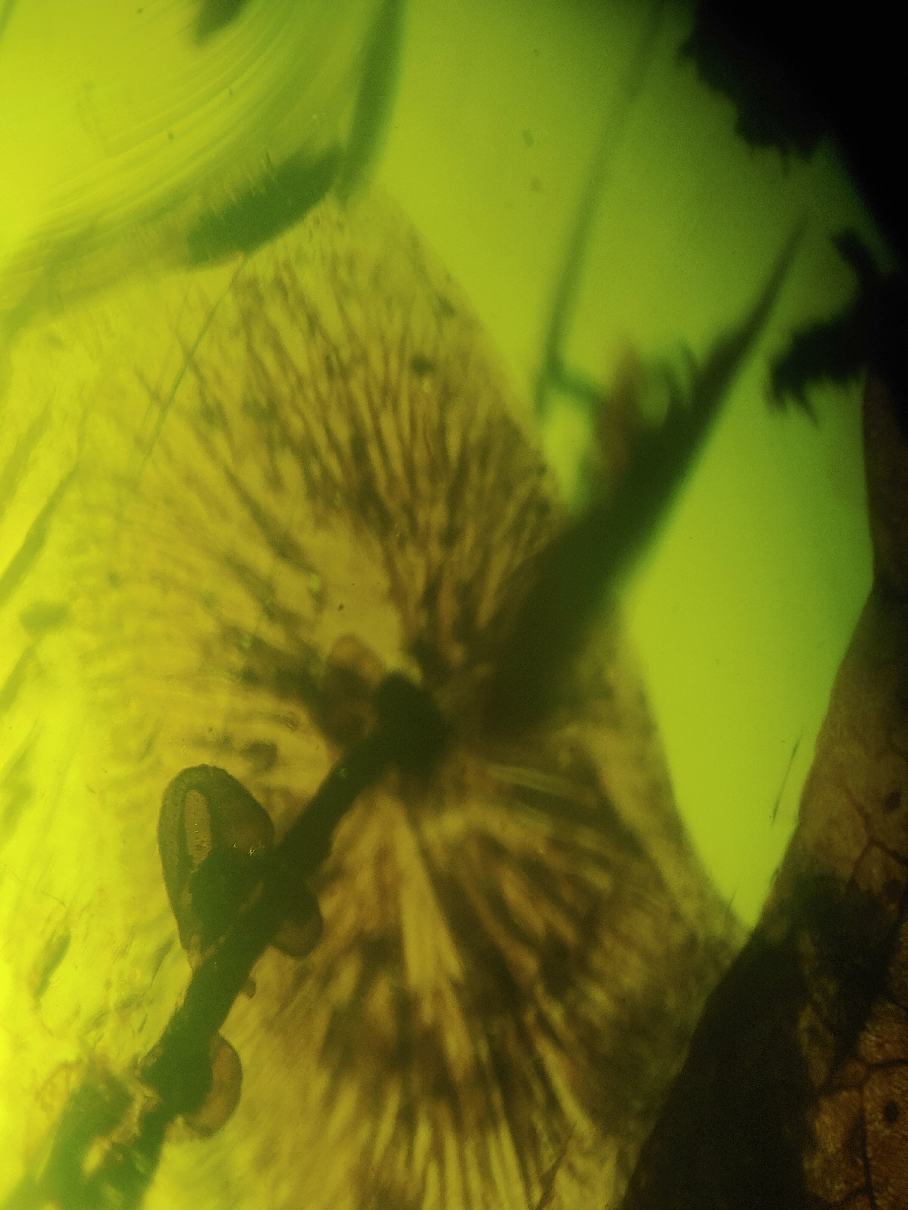 Mushroom in mexican amber - Micro-paleontology - The Fossil Forum
