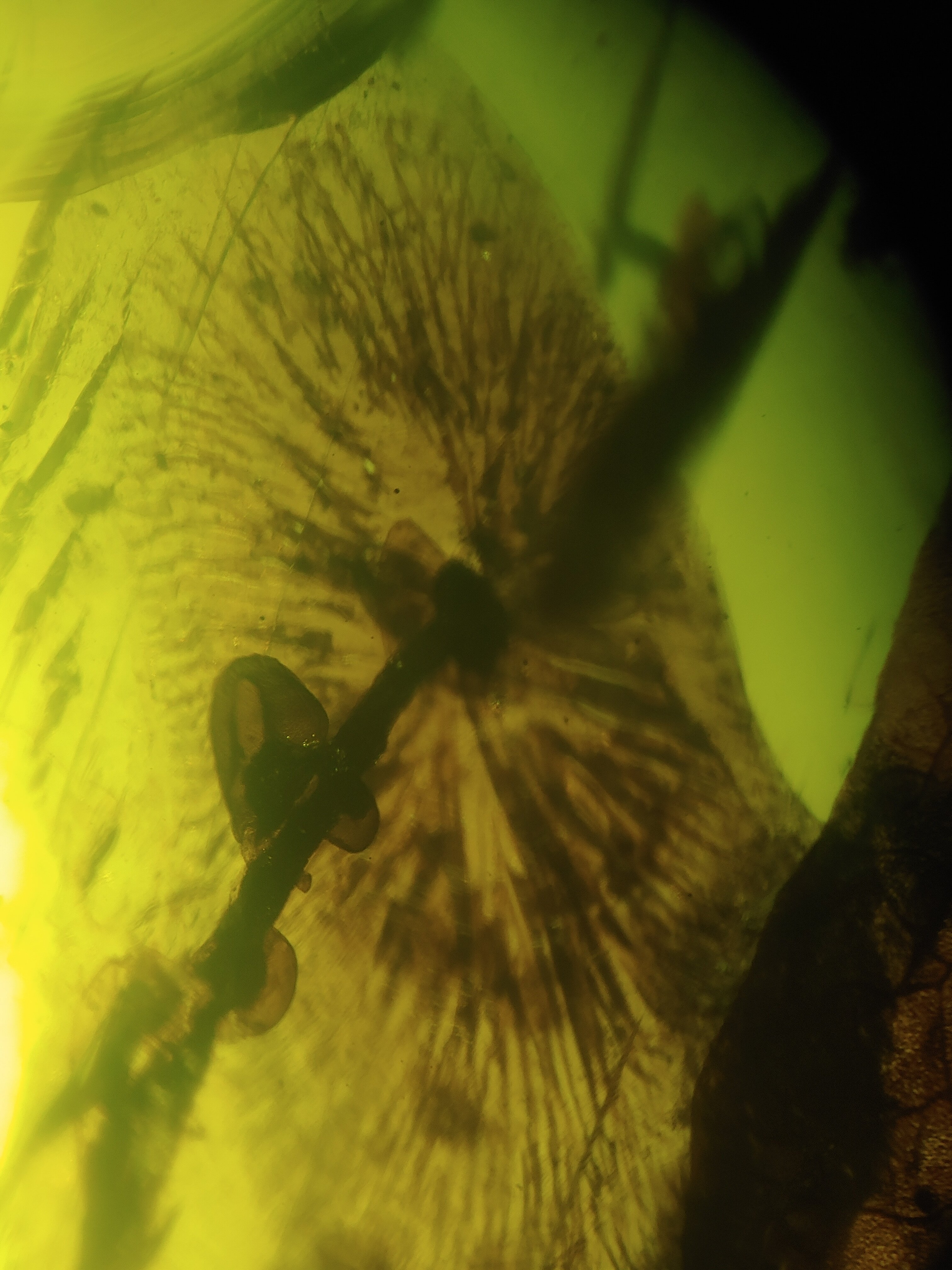 Mushroom in mexican amber - Micro-paleontology - The Fossil Forum