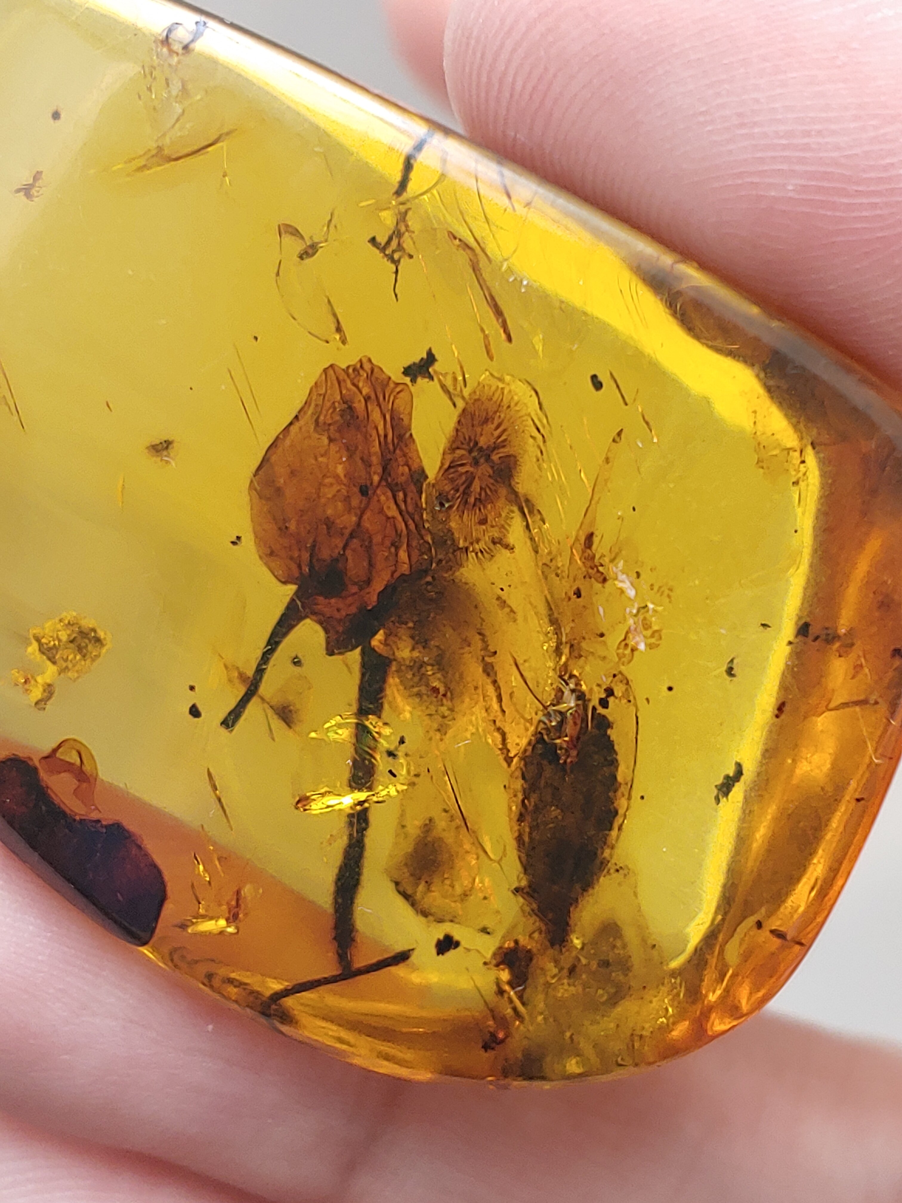 Mushroom in mexican amber - Micro-paleontology - The Fossil Forum