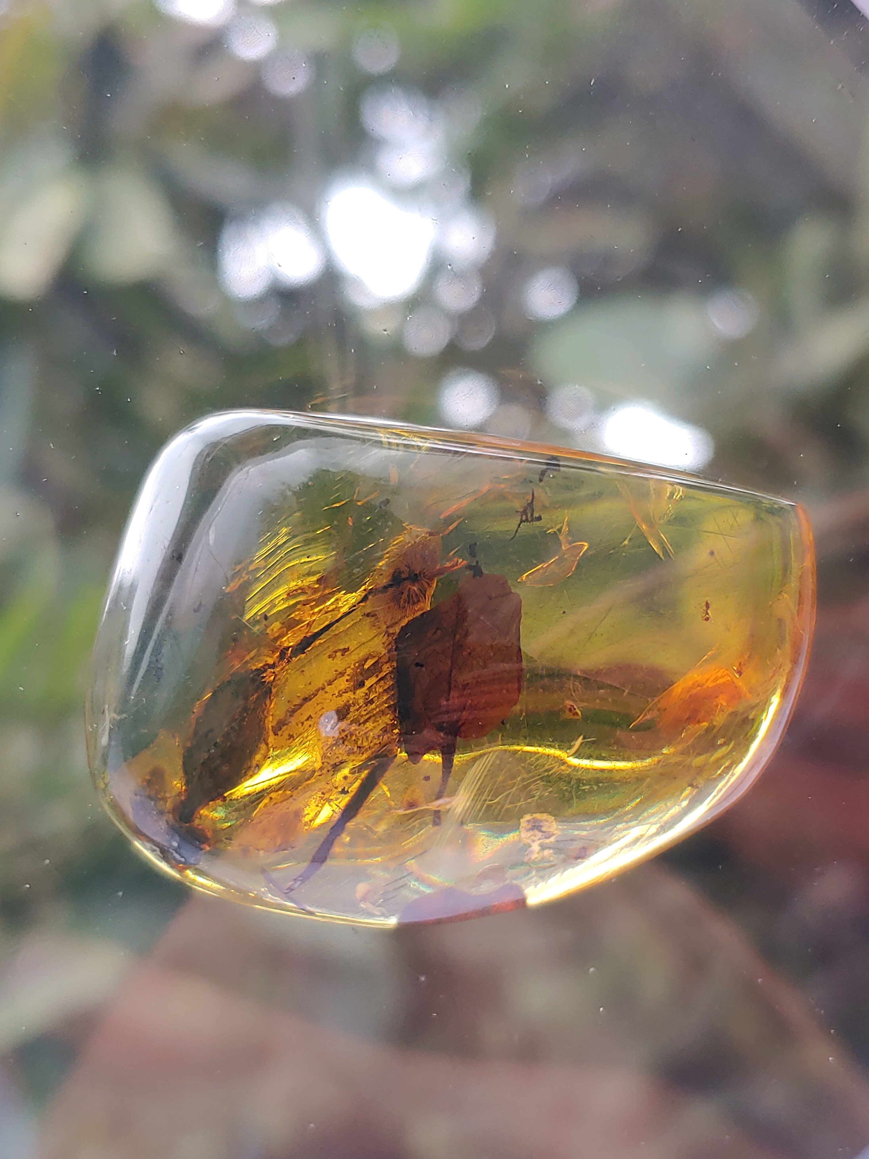 Mushroom in mexican amber - Micro-paleontology - The Fossil Forum