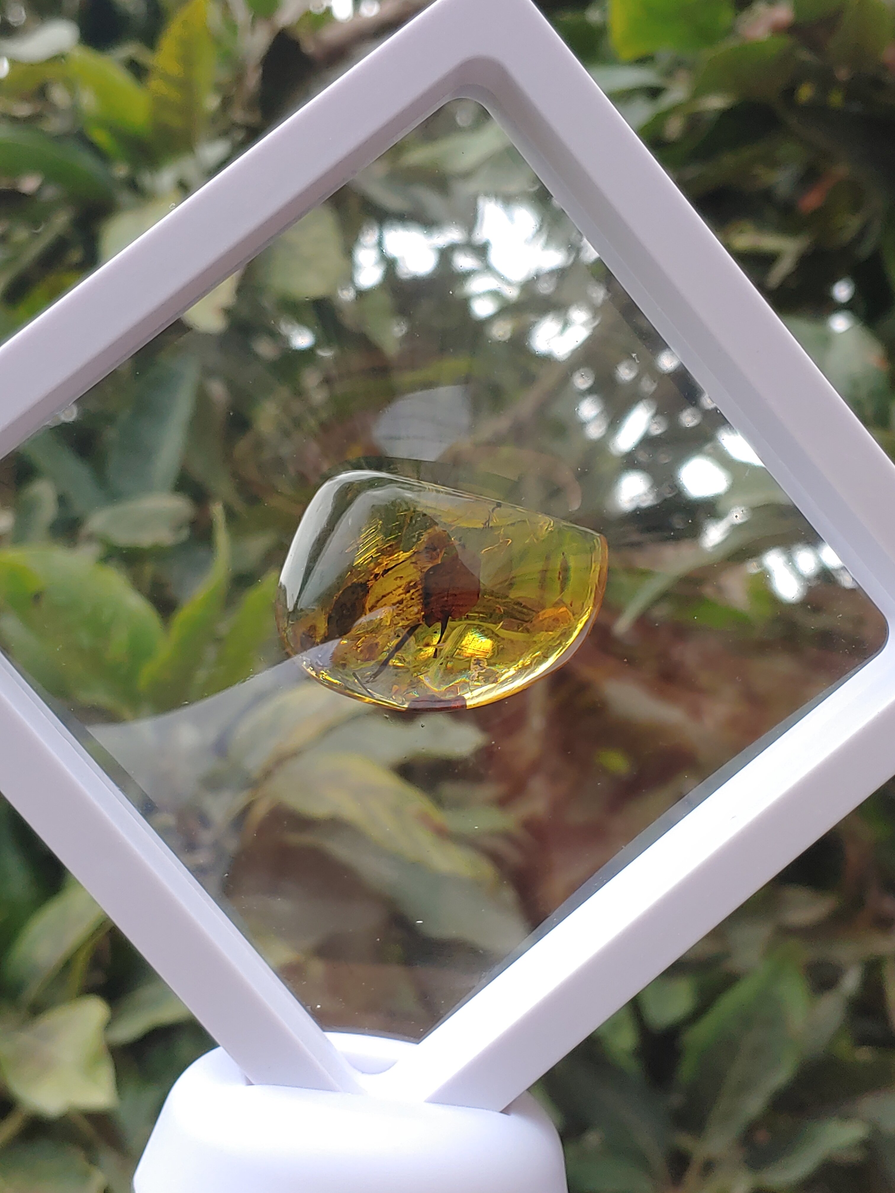 Mushroom in mexican amber - Micro-paleontology - The Fossil Forum