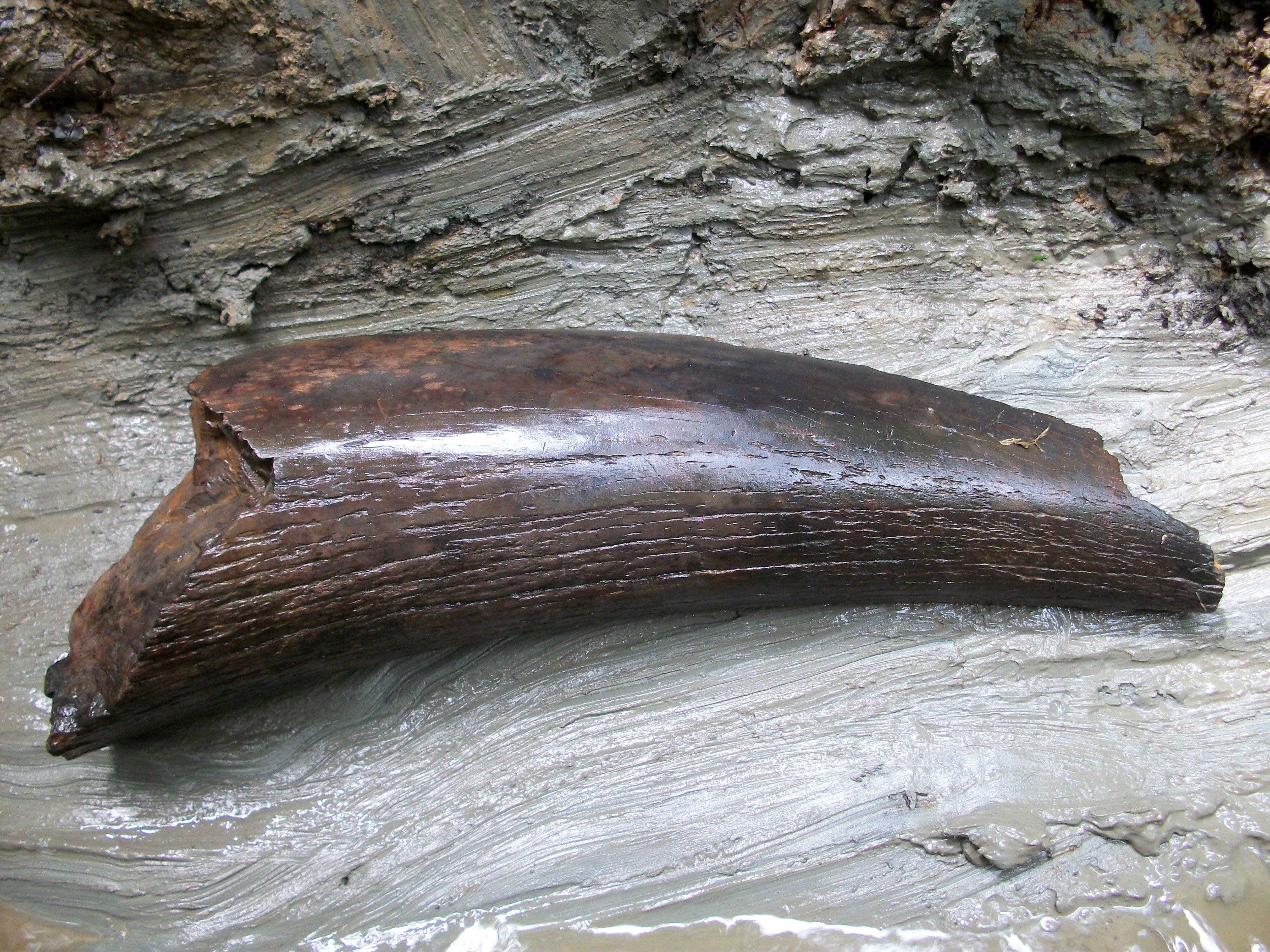 Mastodon Bone Identification - Fossil ID - The Fossil Forum