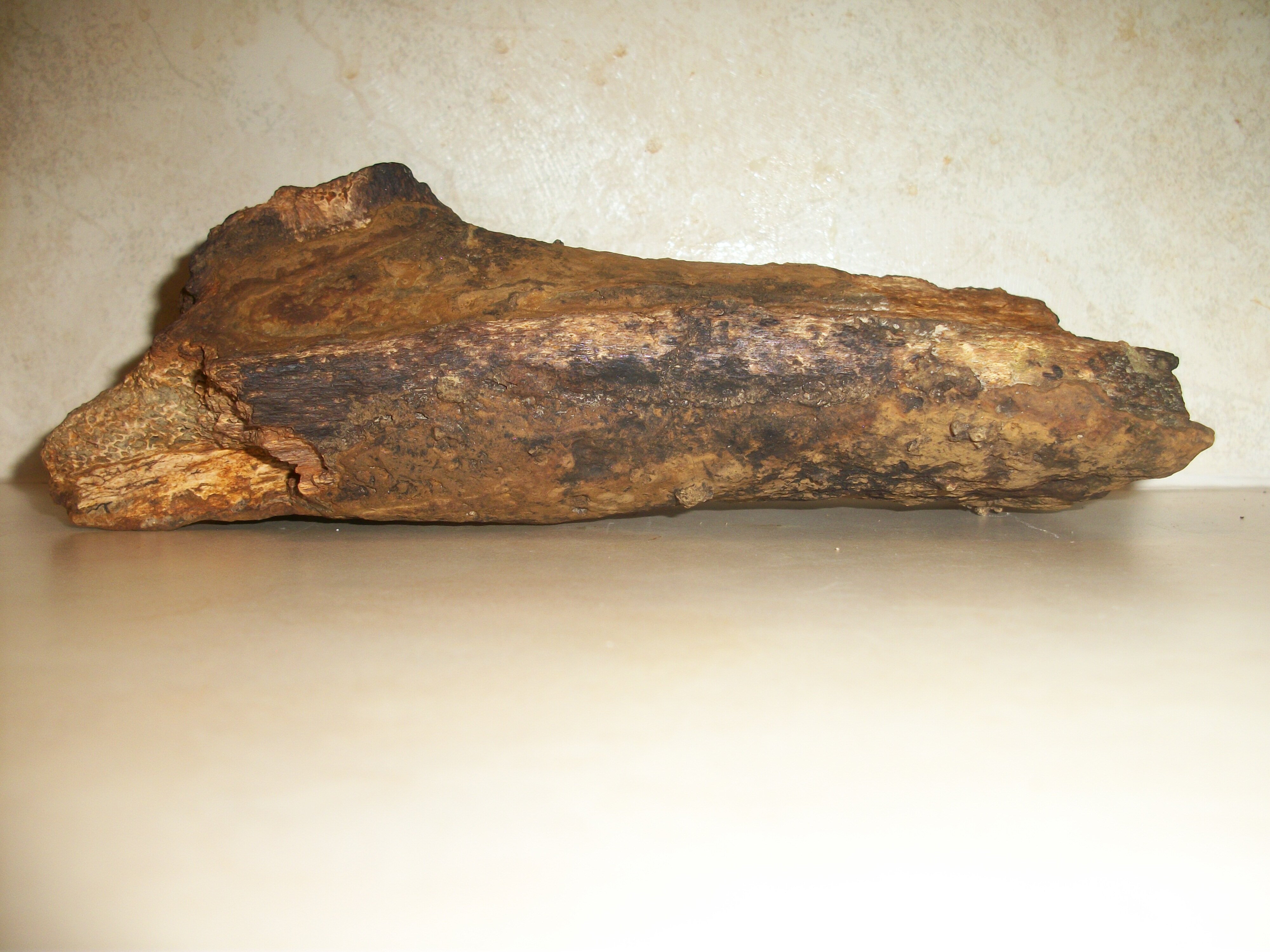 Mastodon Bone Identification - Fossil ID - The Fossil Forum