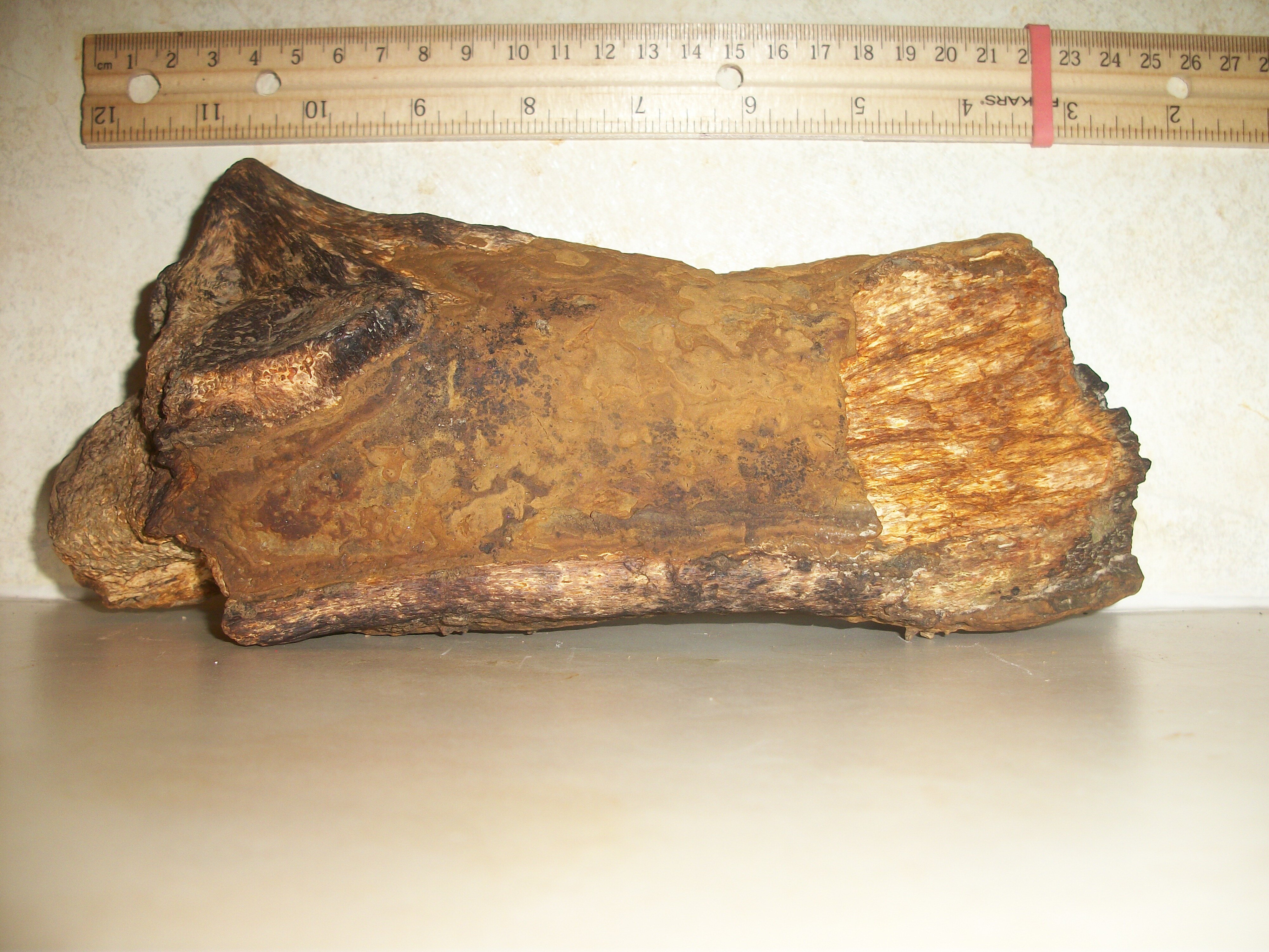 Mastodon Bone Identification - Fossil ID - The Fossil Forum