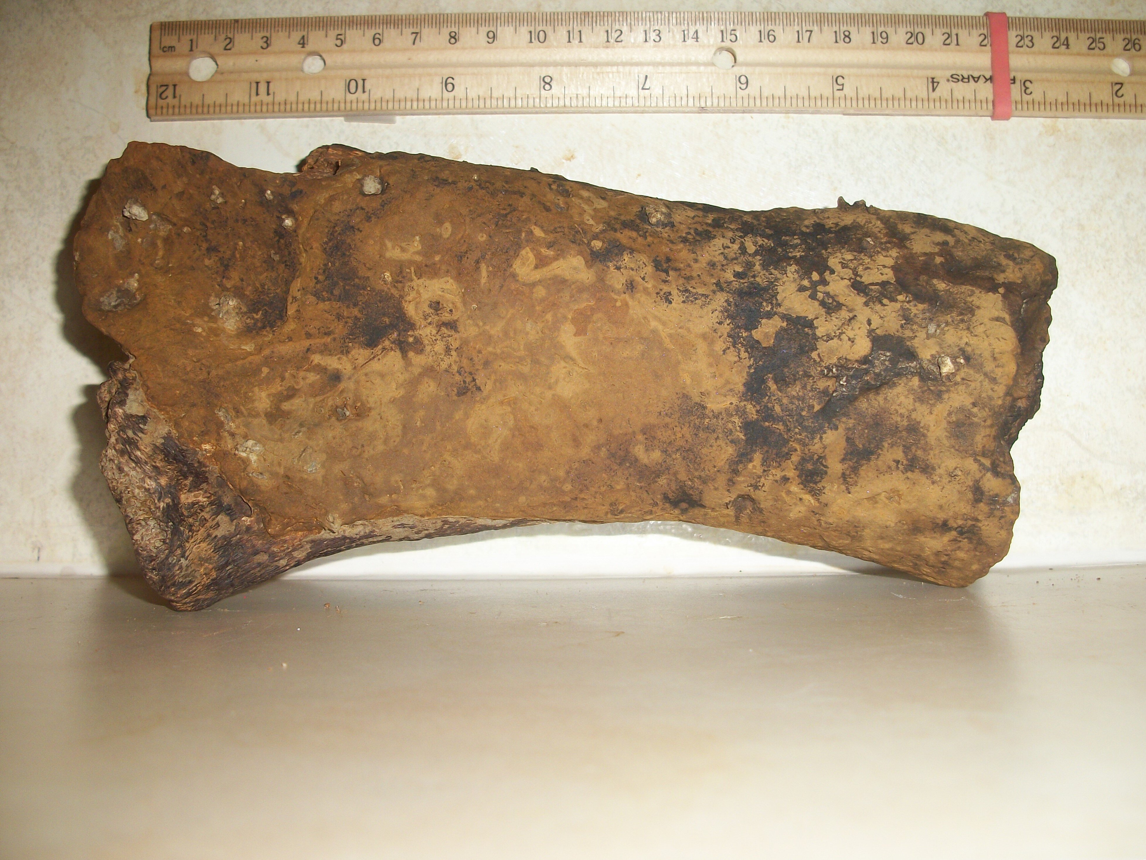 Mastodon Bone Identification - Fossil ID - The Fossil Forum