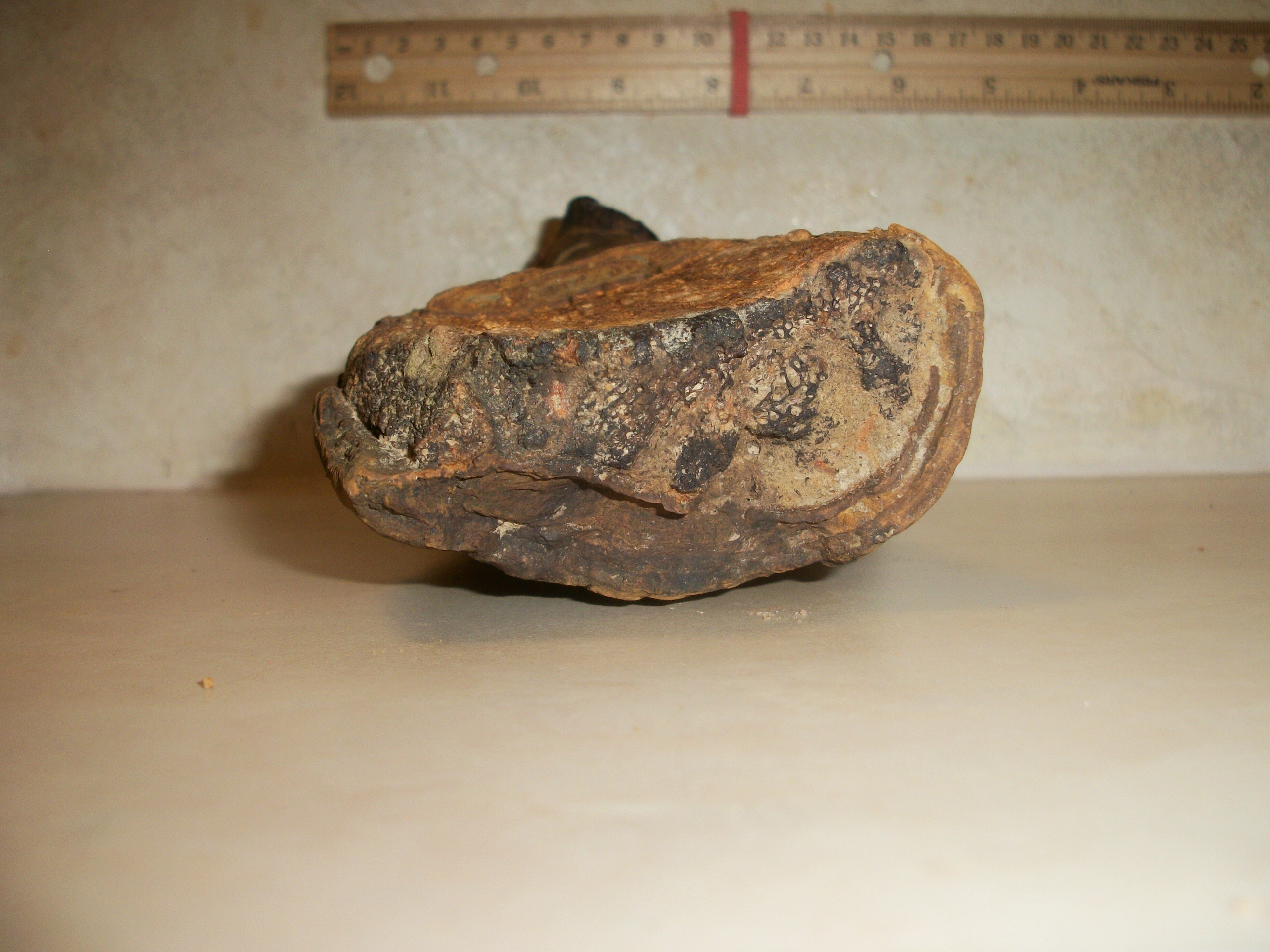 Mastodon Bone Identification - Fossil ID - The Fossil Forum