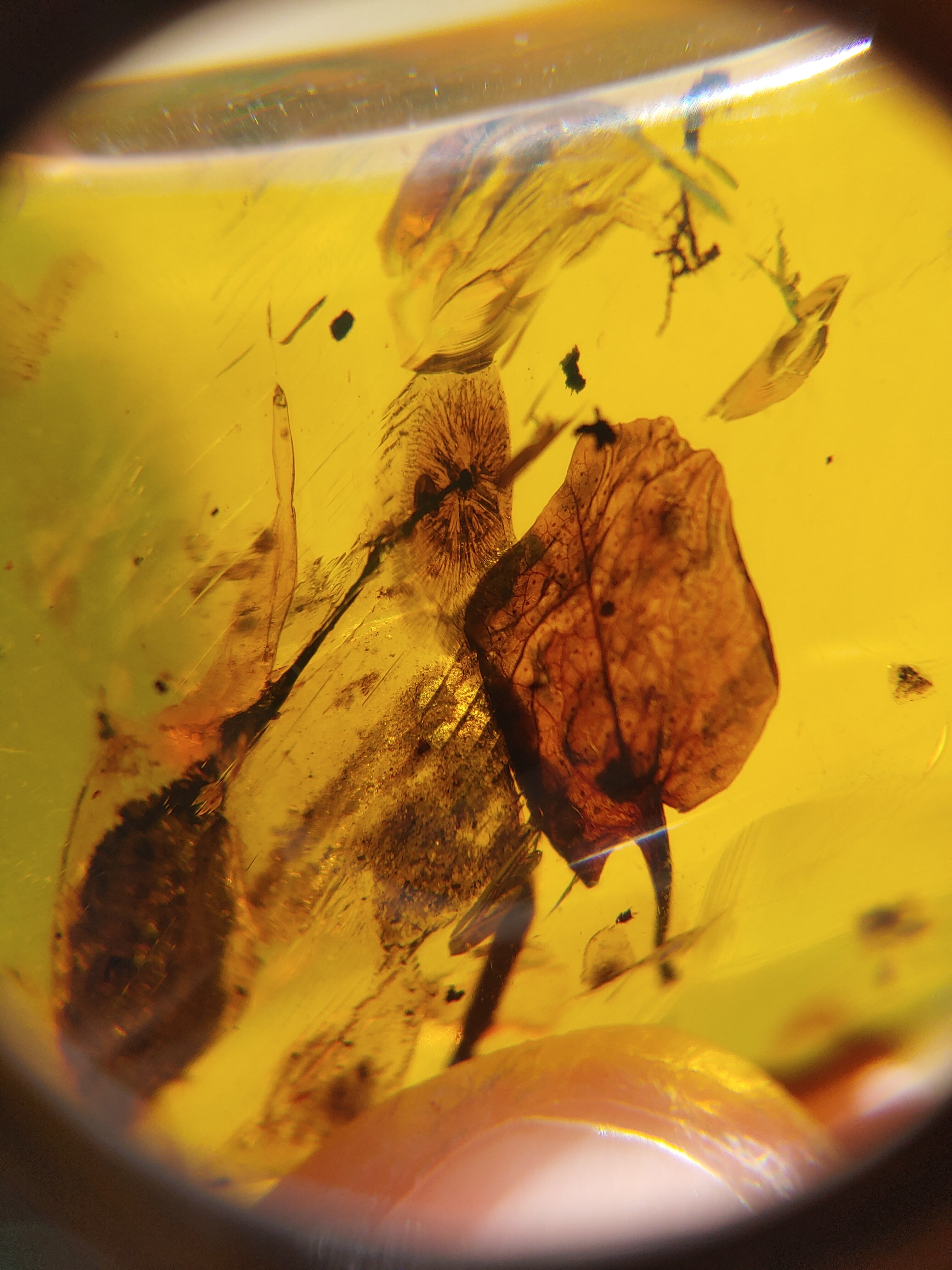 Mushroom in mexican amber - Micro-paleontology - The Fossil Forum