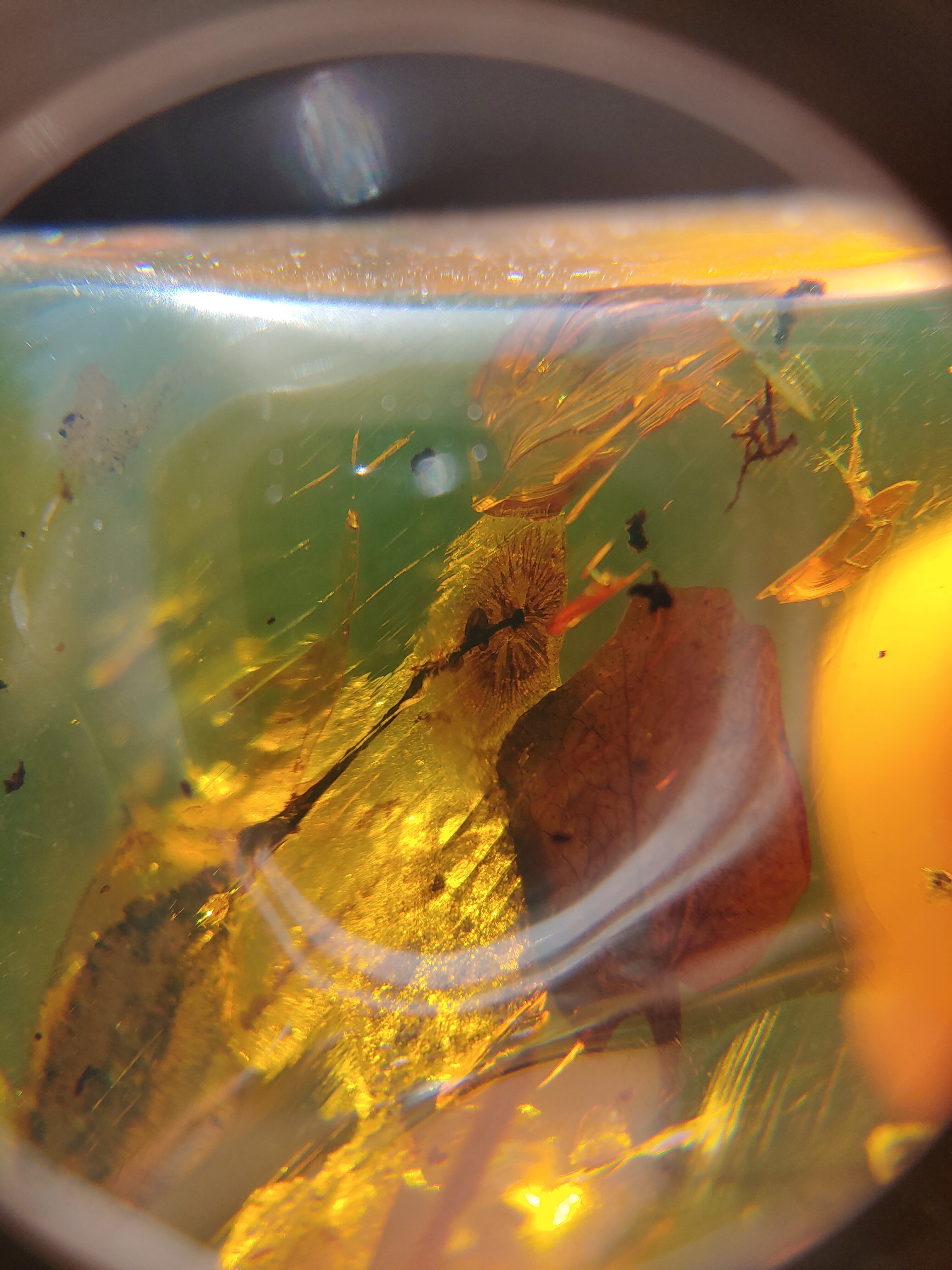 Mushroom in mexican amber - Micro-paleontology - The Fossil Forum