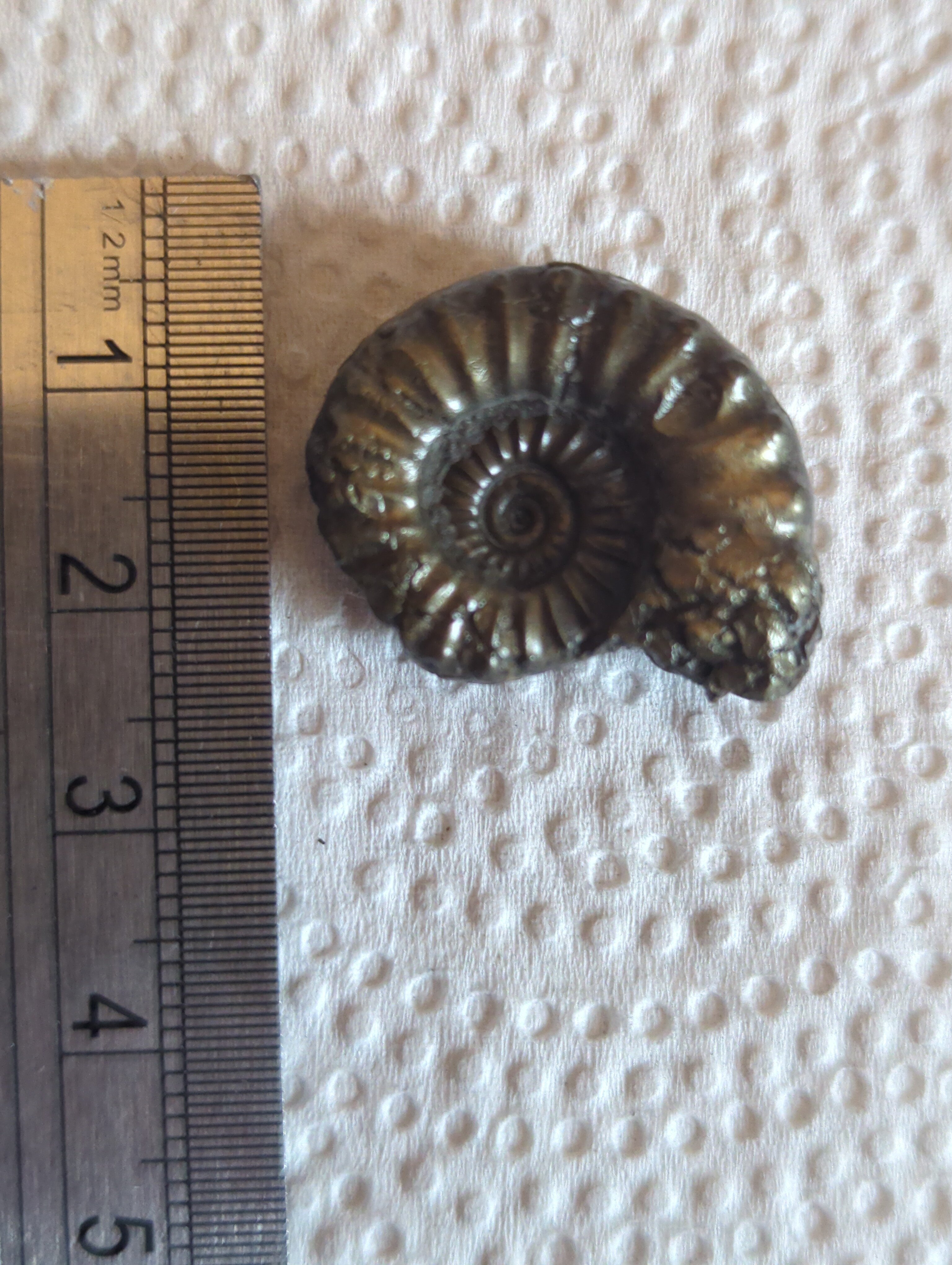 Ammonite Species - Fossil ID - The Fossil Forum