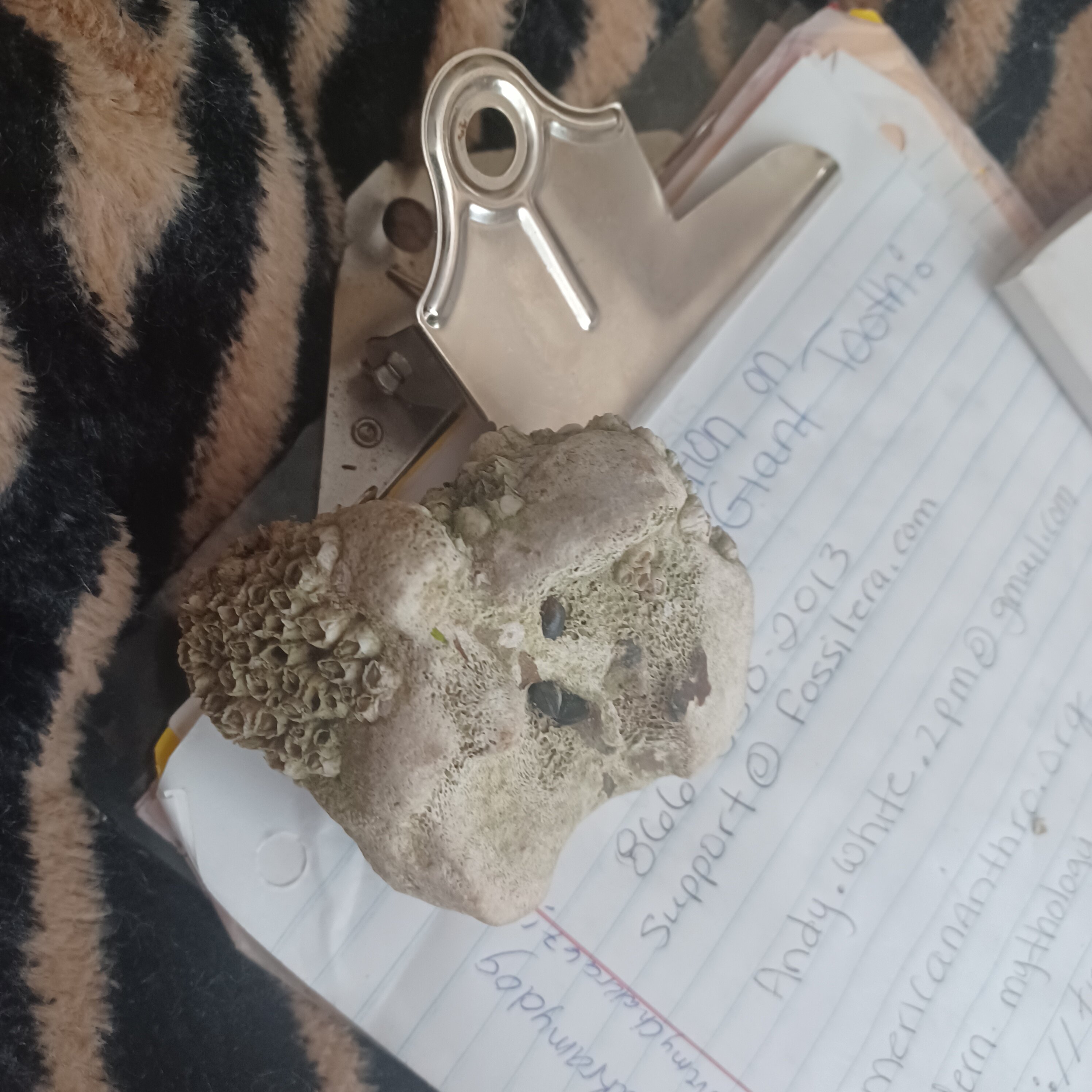 Large molar - Fossil ID - The Fossil Forum