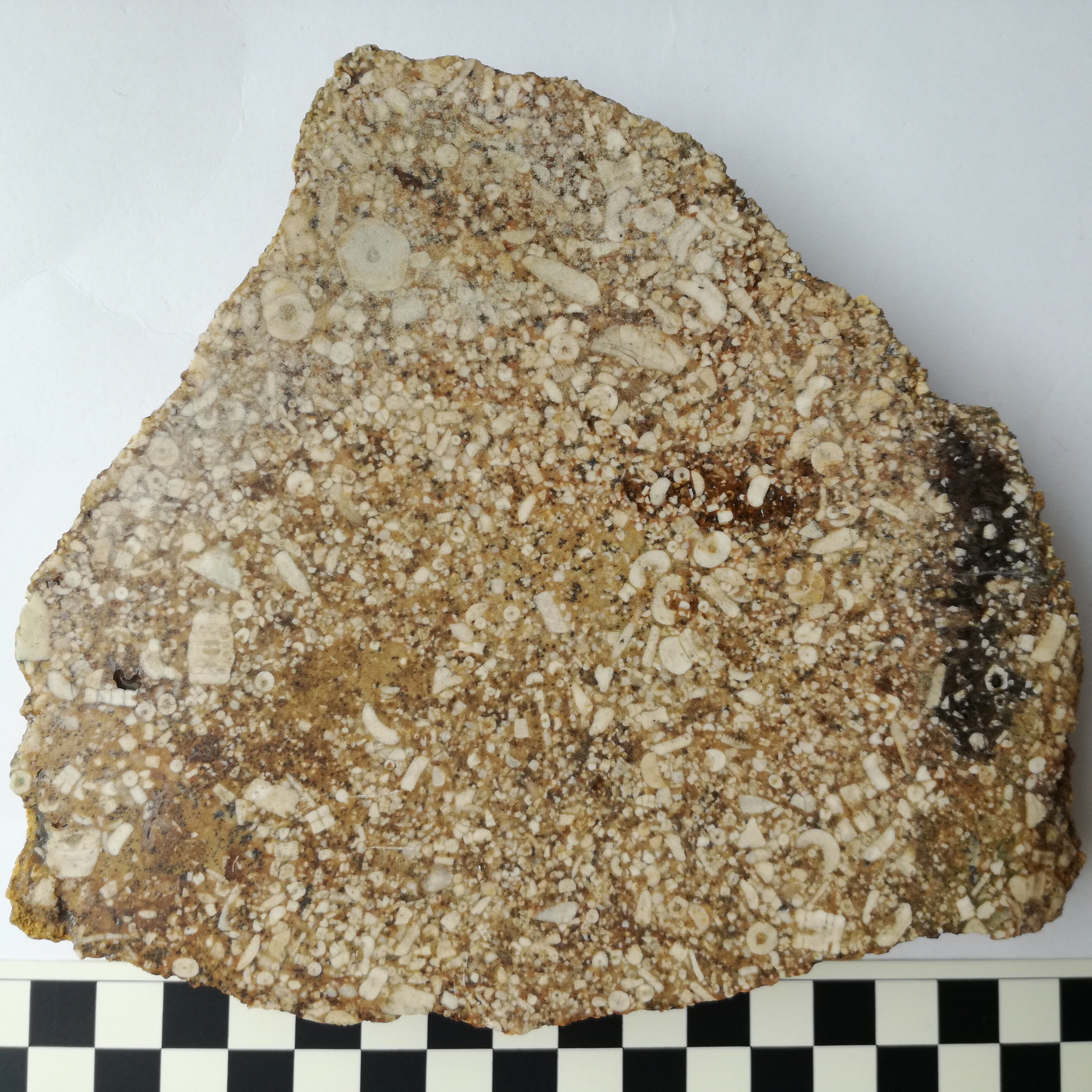 Crinoid limestone, Ukraine - Member Collections - The Fossil Forum