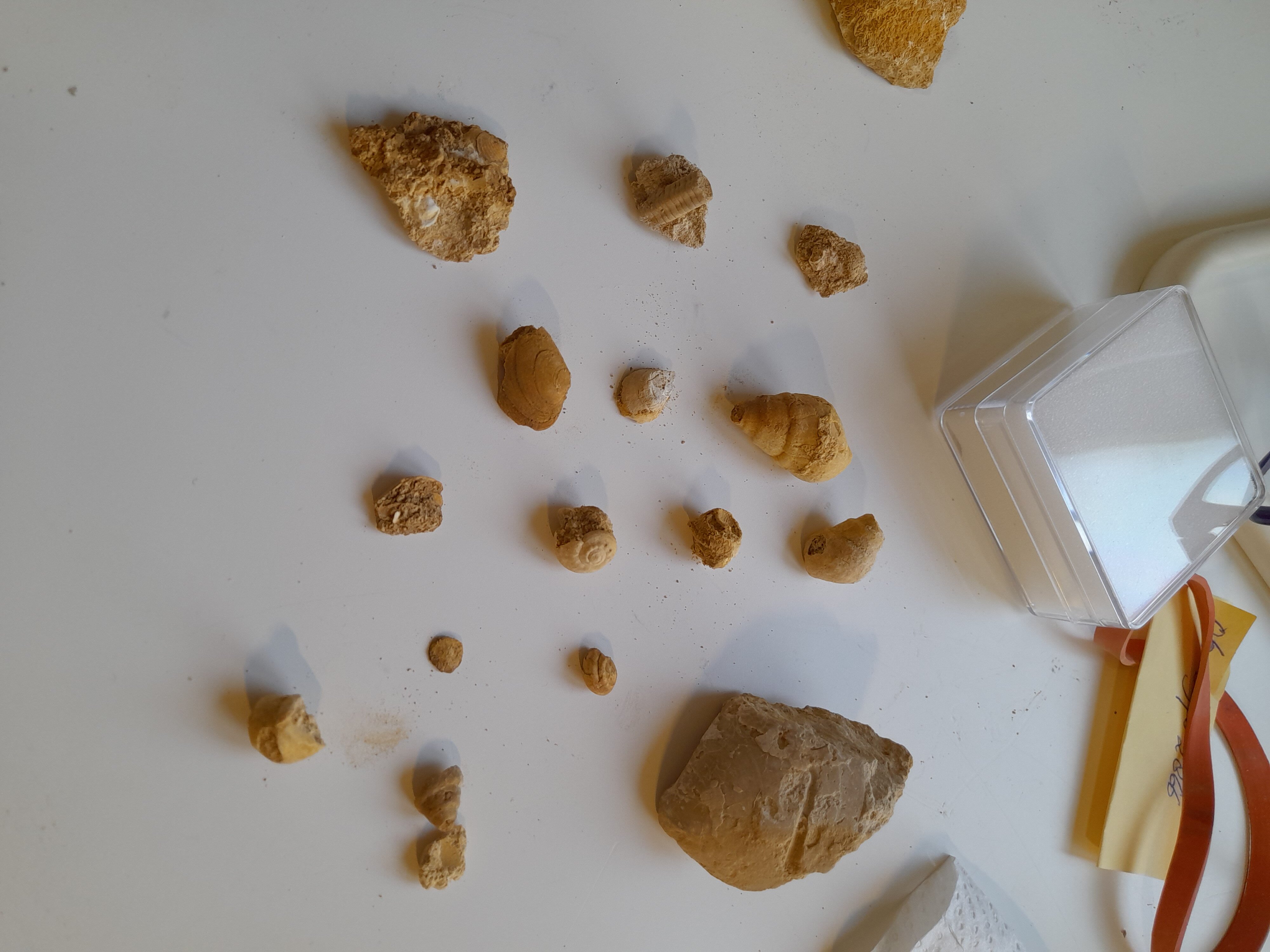 Fossil hunting weekend to the Jurassic of Luxembourg (BE & LUX ...