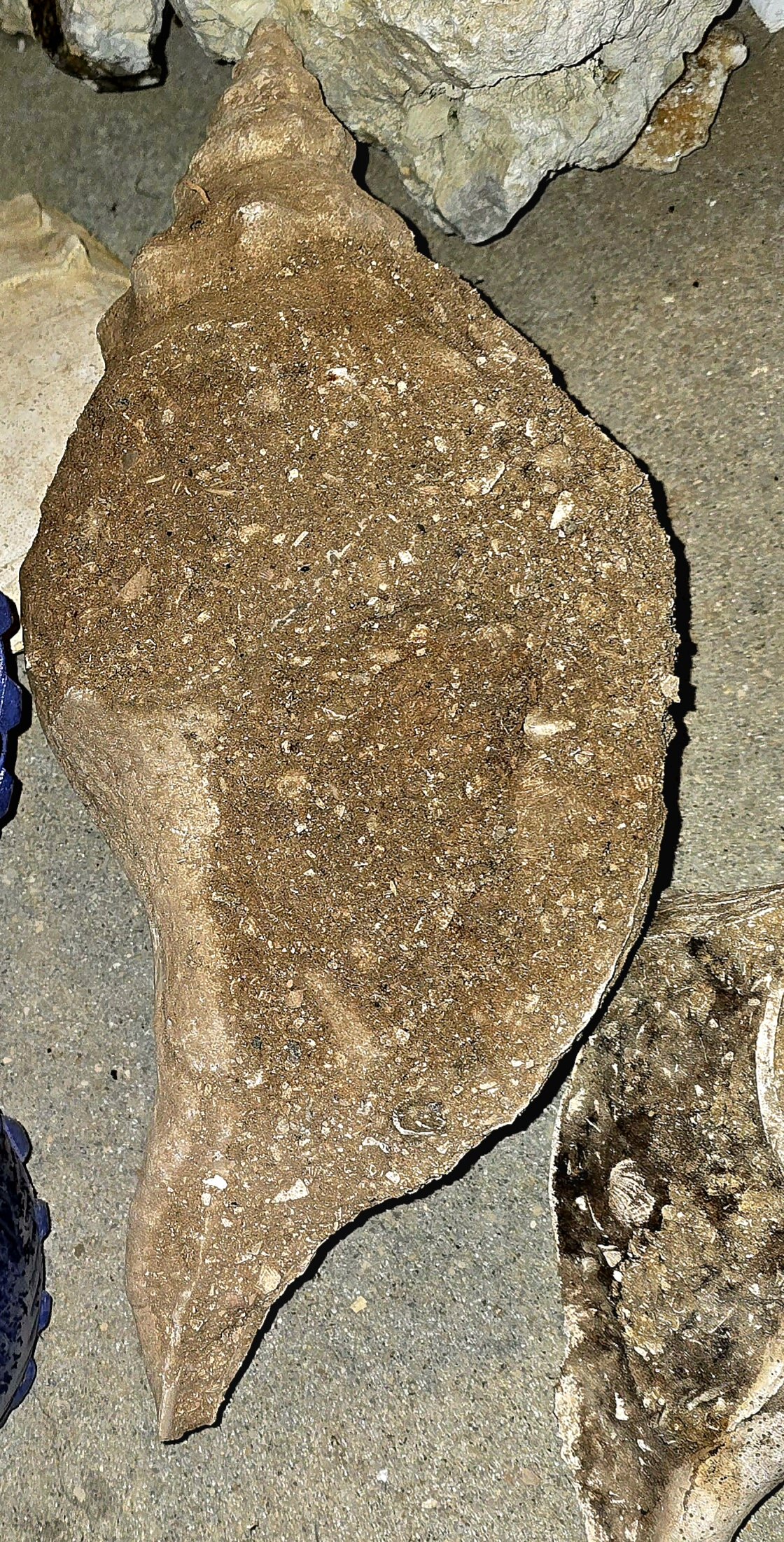 Little fossils that came out of a big shell pile 3 & others from pile ...