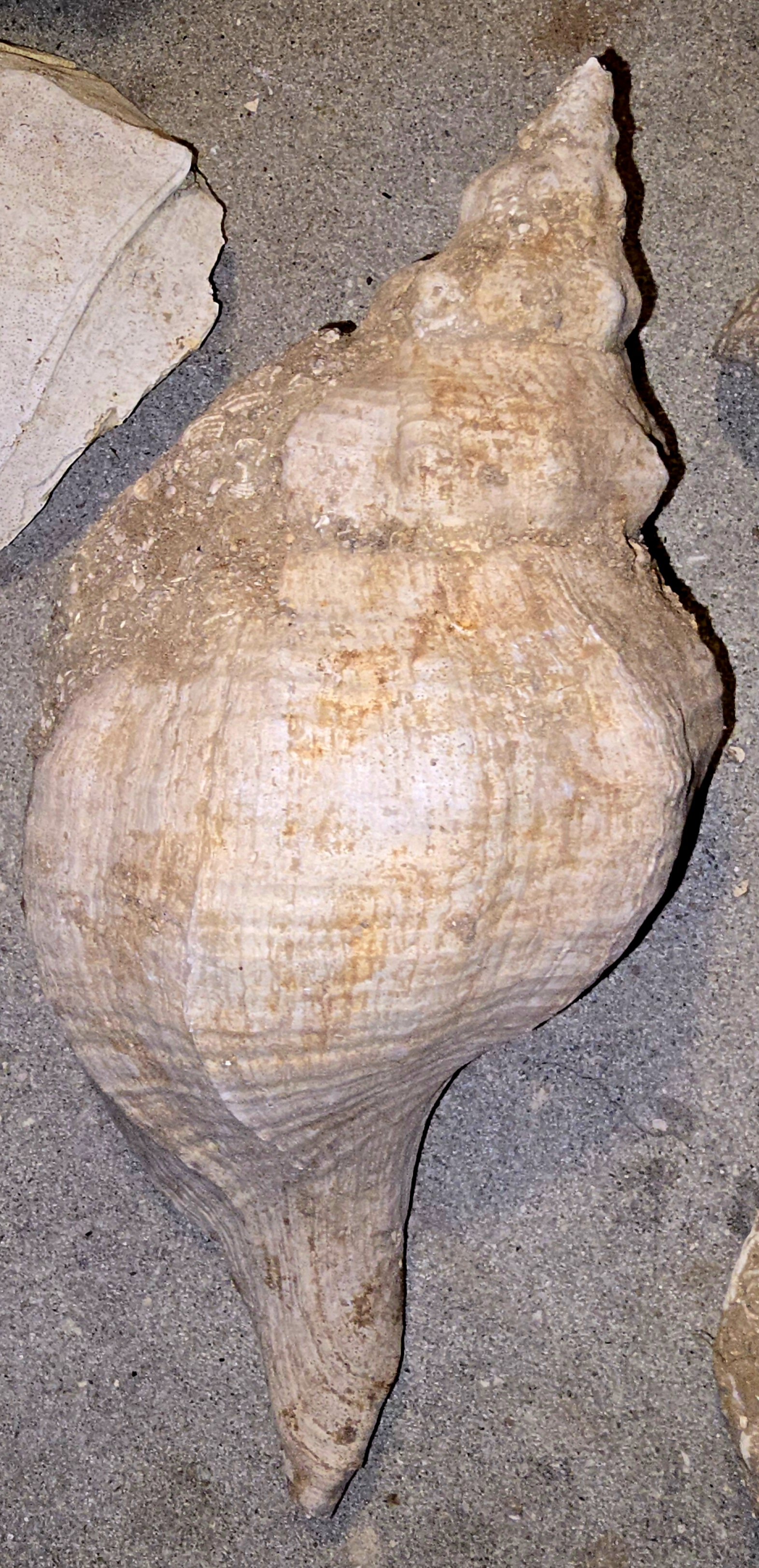 Little fossils that came out of a big shell pile 3 & others from pile ...