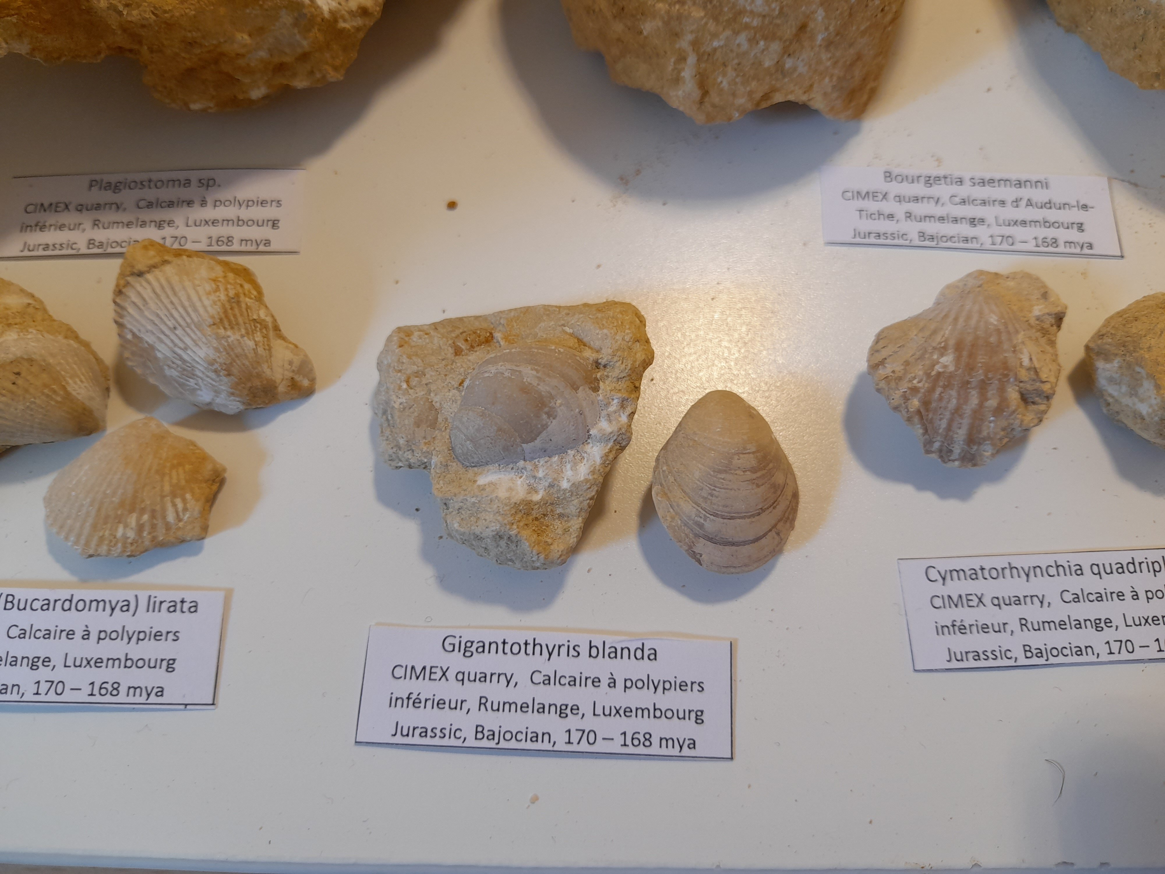Fossil hunting weekend to the Jurassic of Luxembourg (BE & LUX ...