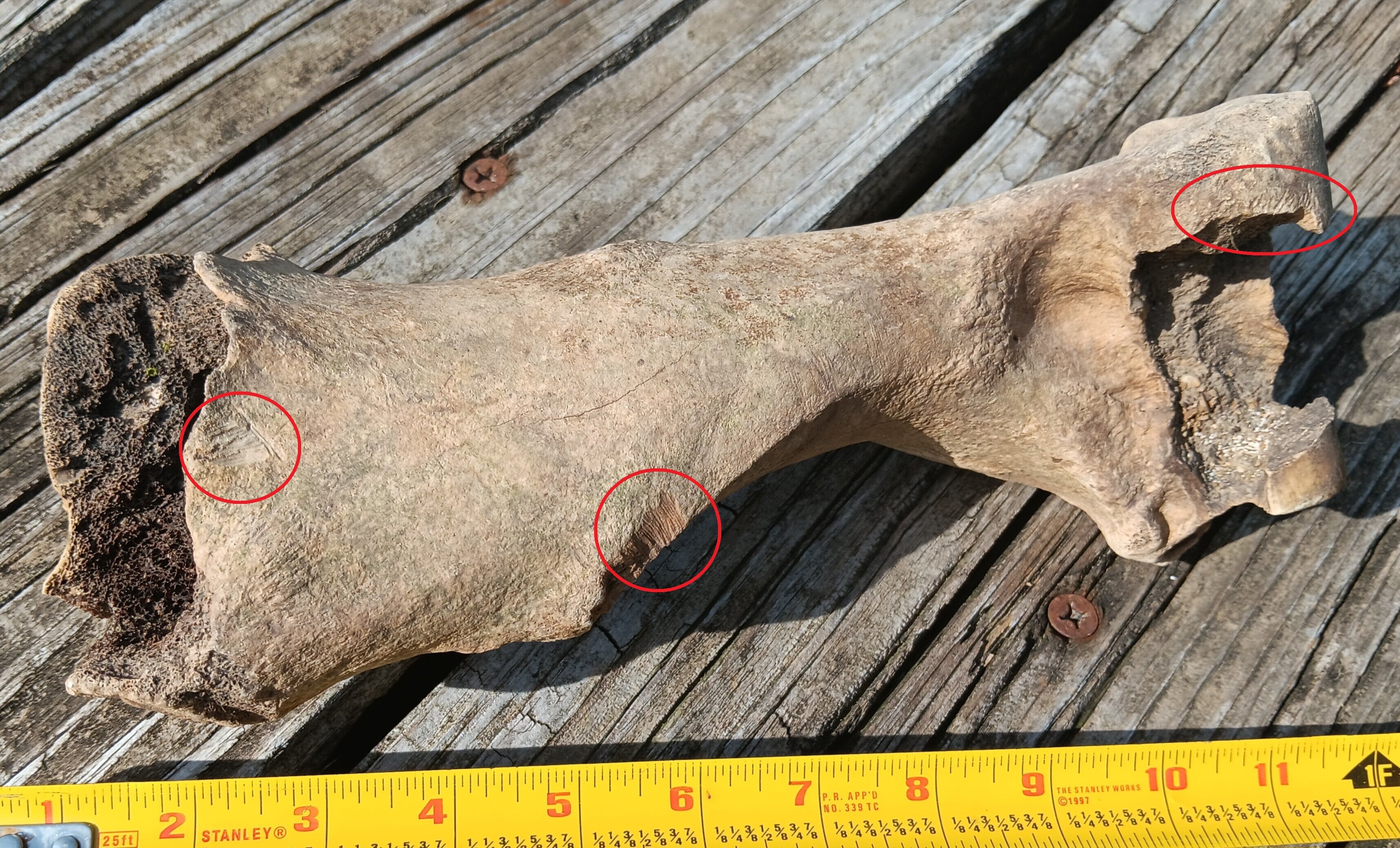 Bison or Bov.? - Fossil ID - The Fossil Forum