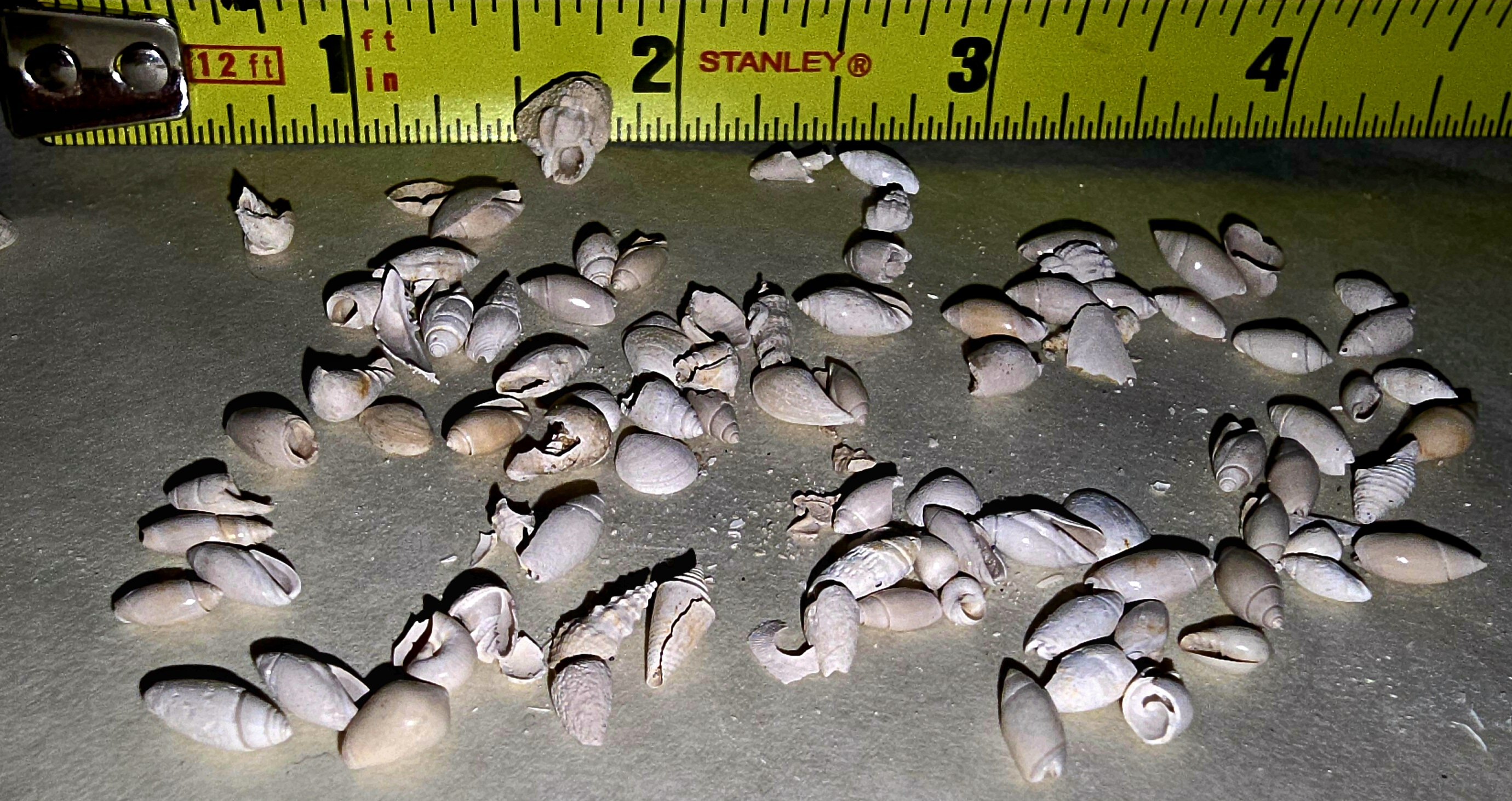 Little fossils that came out of a big shell pile 3 & others from pile ...