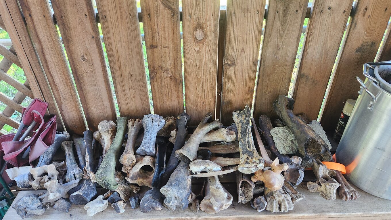 Kansas Bones - Fossil ID - The Fossil Forum