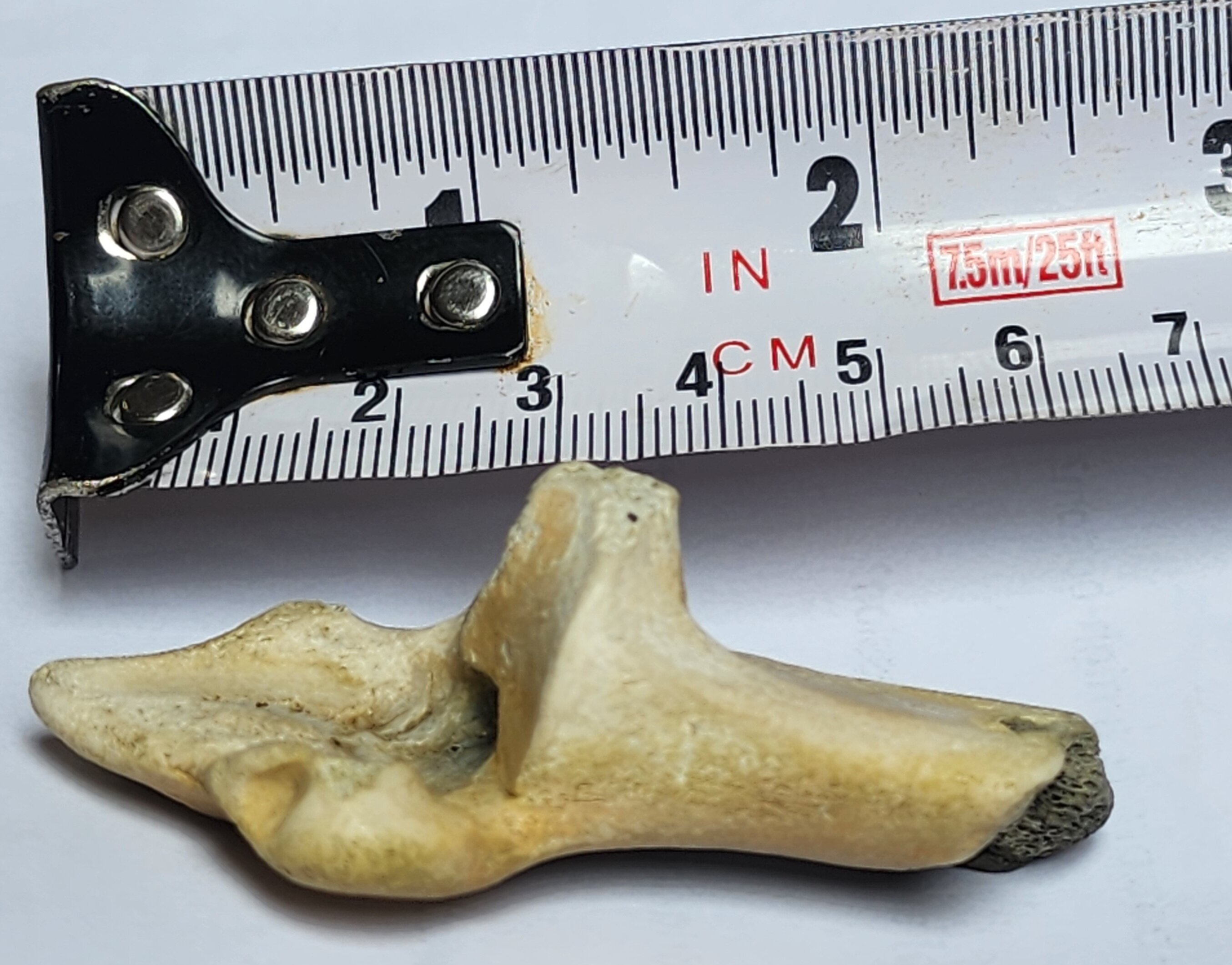 Identification posting for the uninitiated - Fossil ID - The Fossil Forum