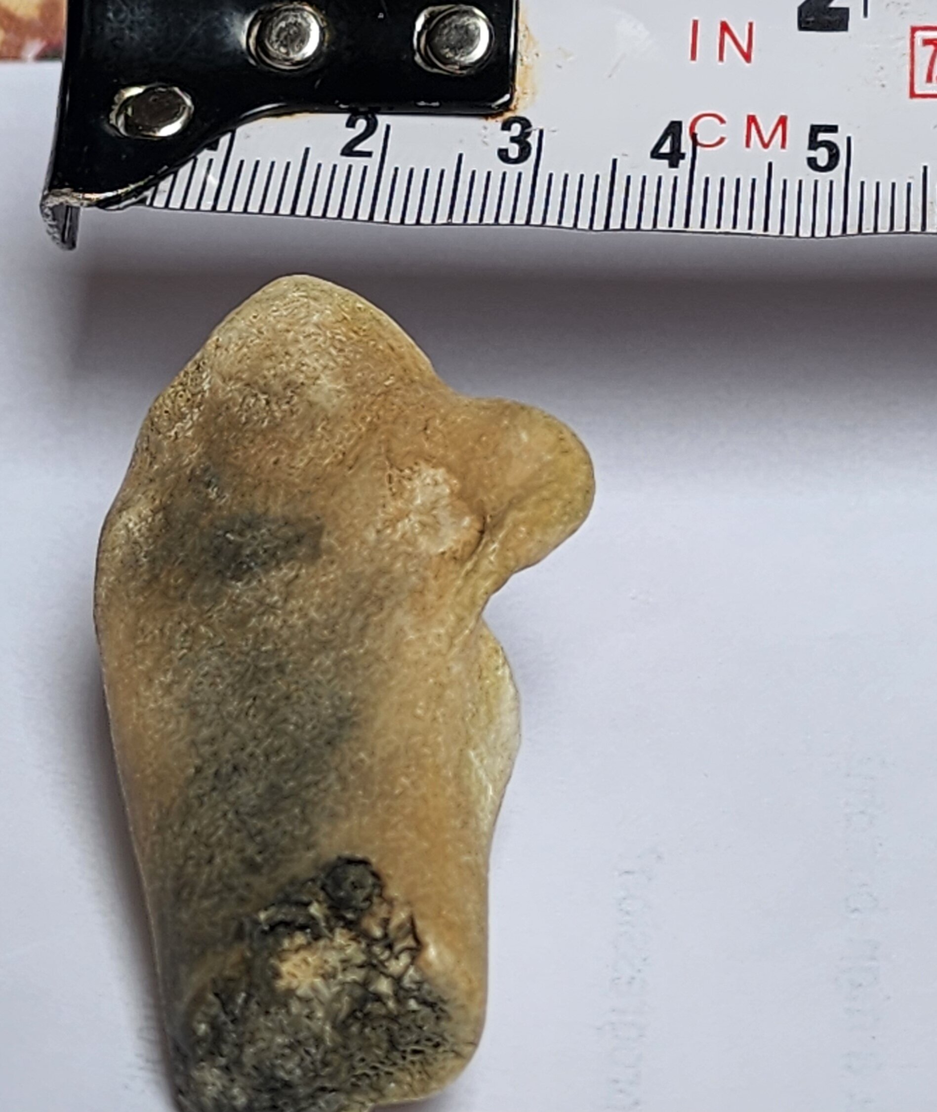 Identification posting for the uninitiated - Fossil ID - The Fossil Forum