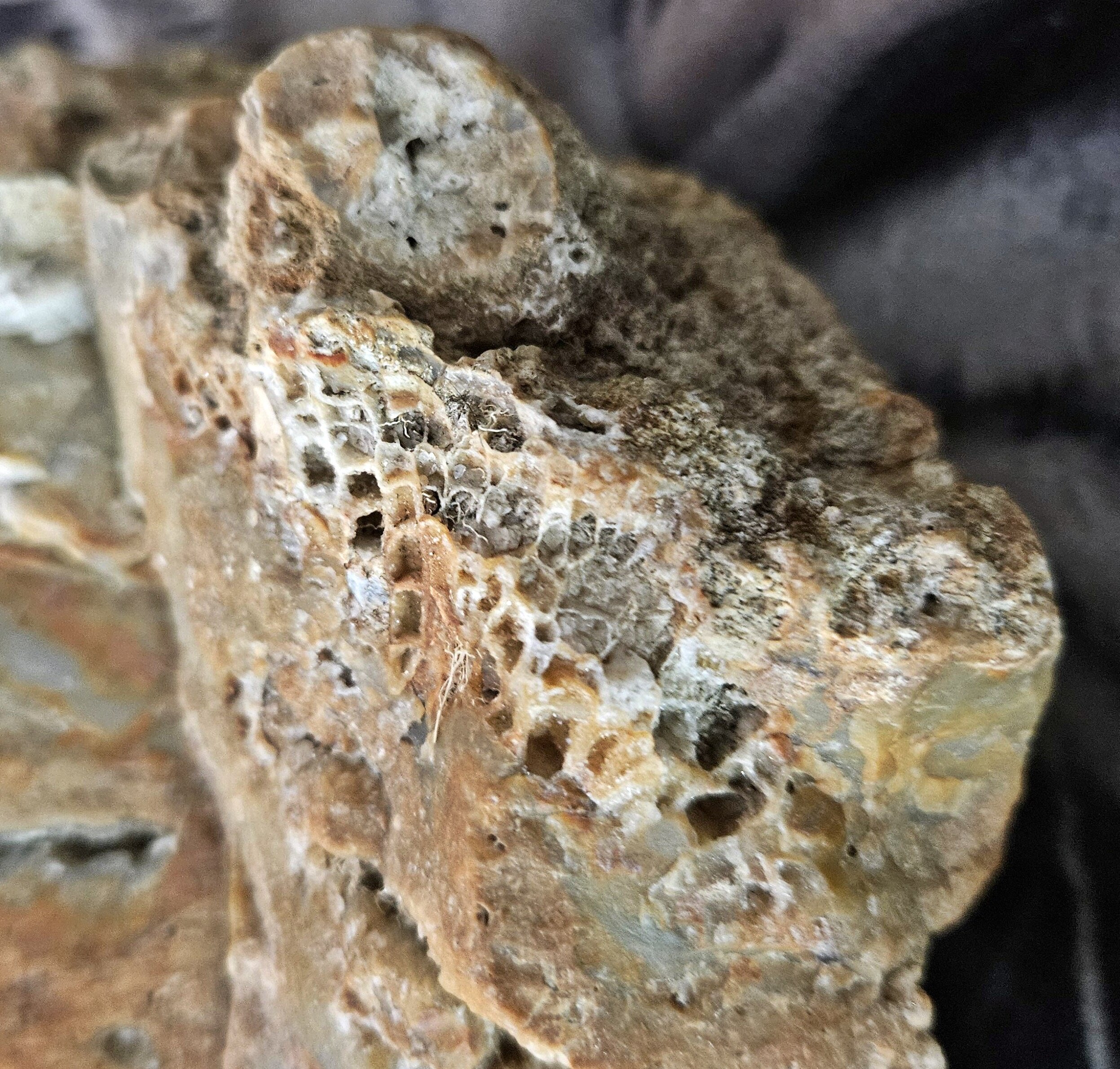 Fossiliferous Limestone with possible animal? - Fossil ID - The Fossil ...