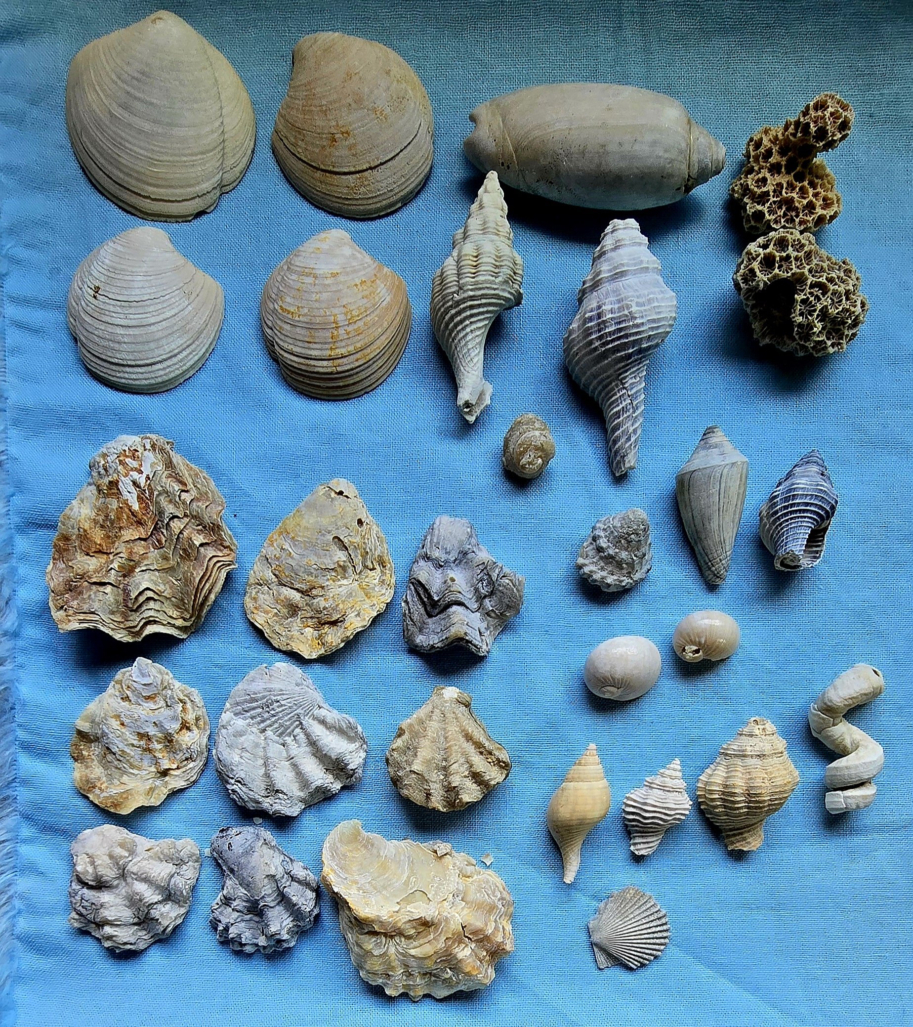 More fun finds. - Fossil Hunting Trips - The Fossil Forum