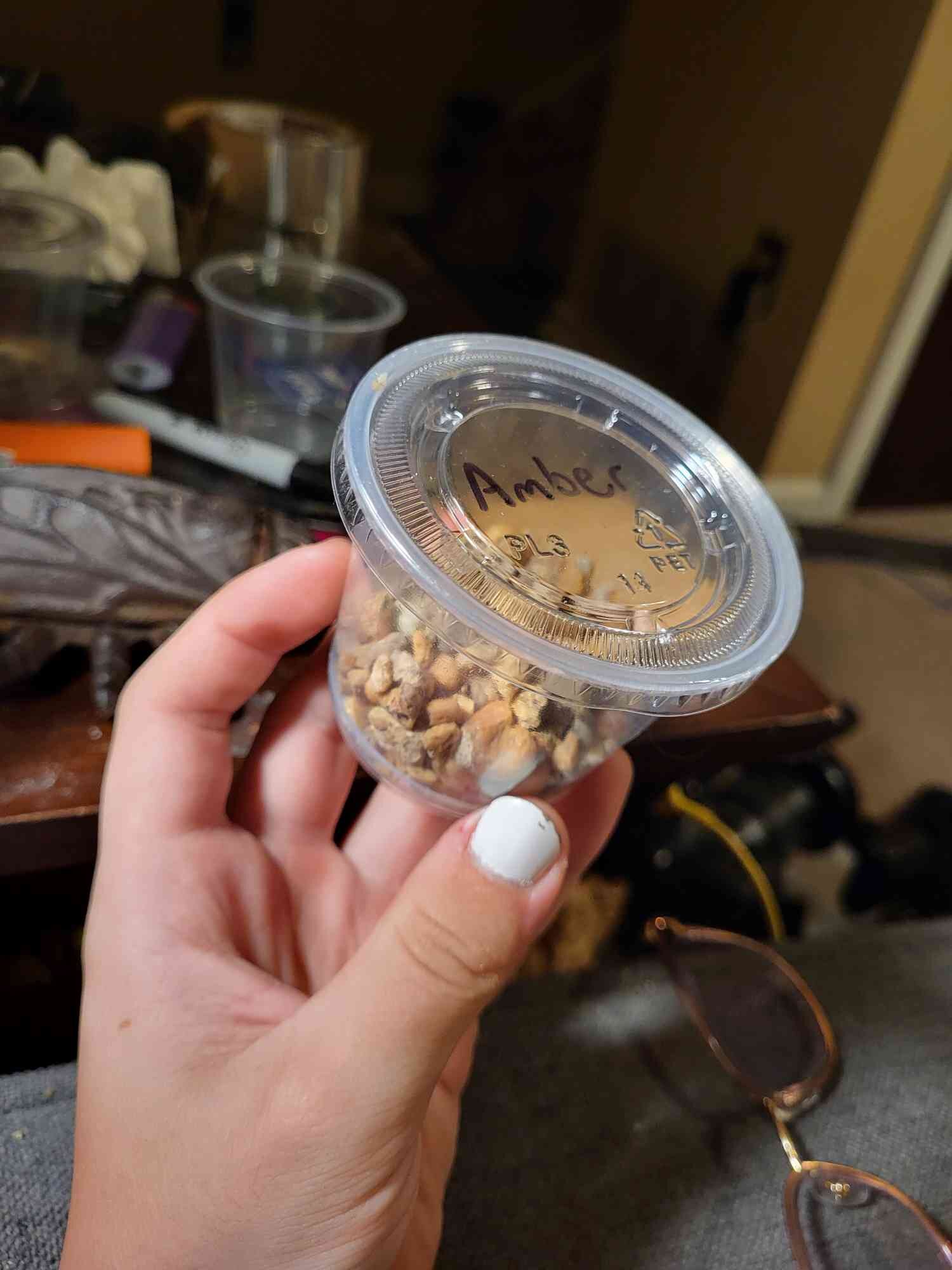 Some NJ Amber... - General Fossil Discussion - The Fossil Forum