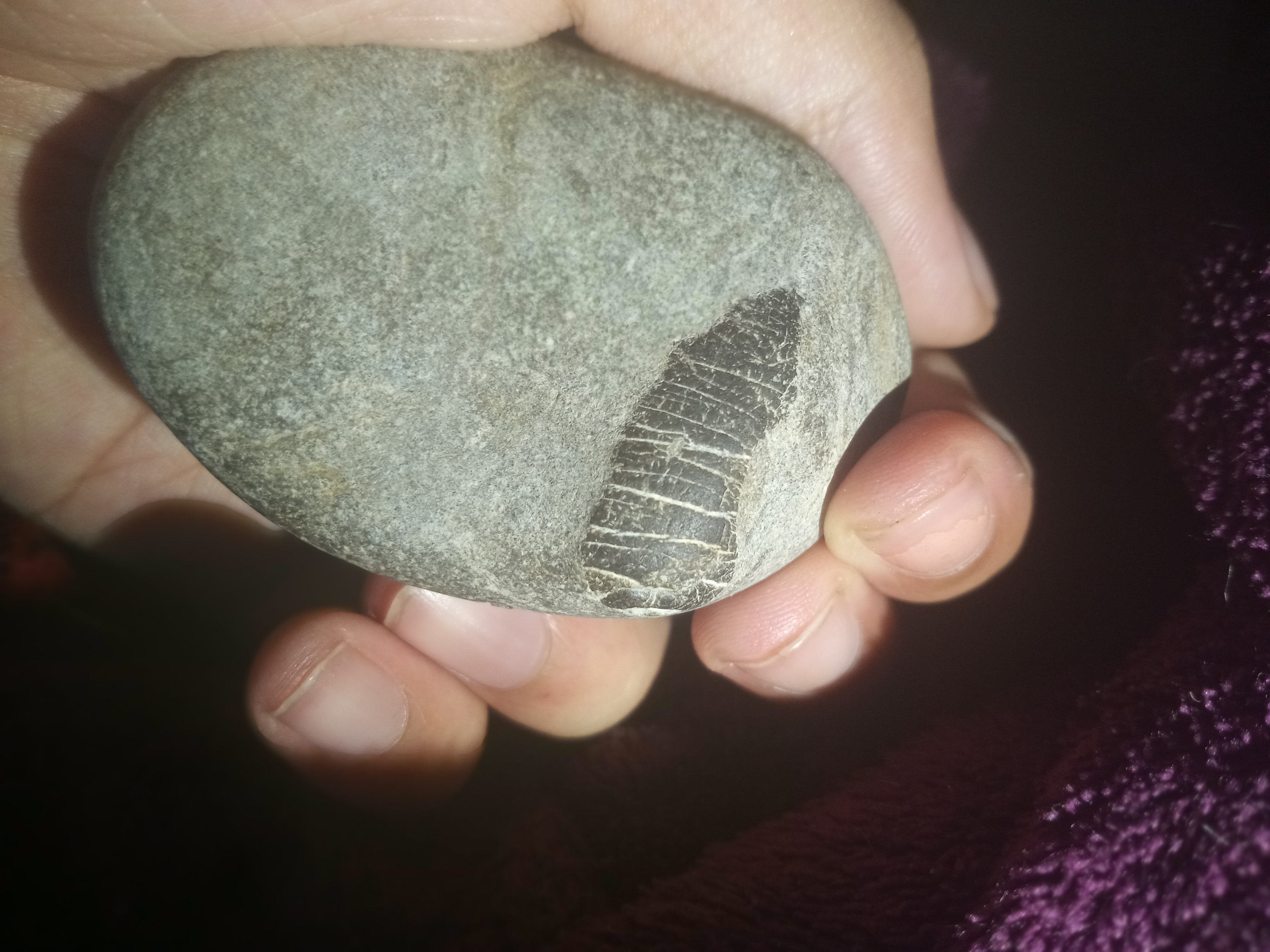 help with identifying fossils from alberta - Fossil ID - The Fossil Forum