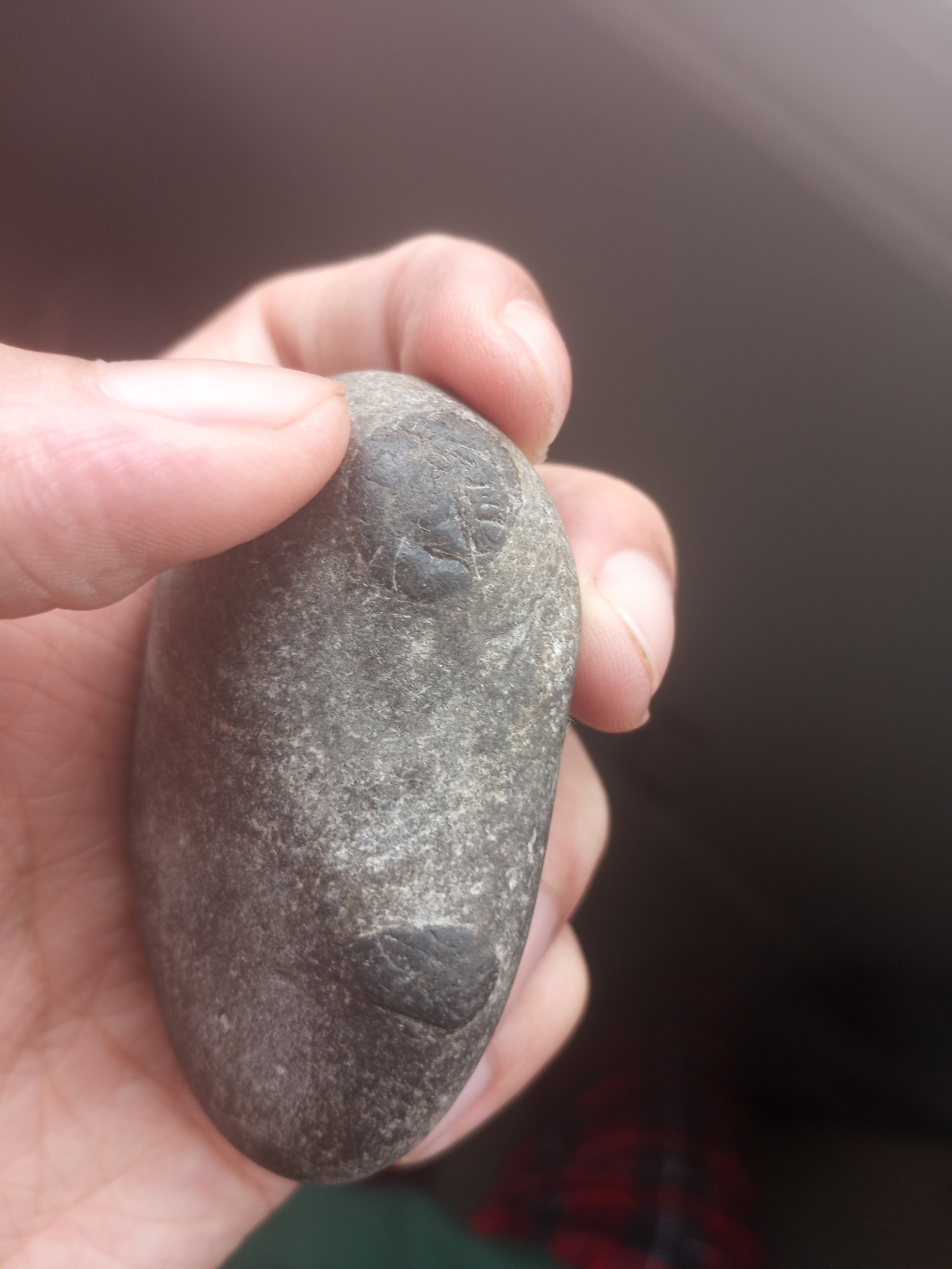 help with identifying fossils from alberta - Fossil ID - The Fossil Forum