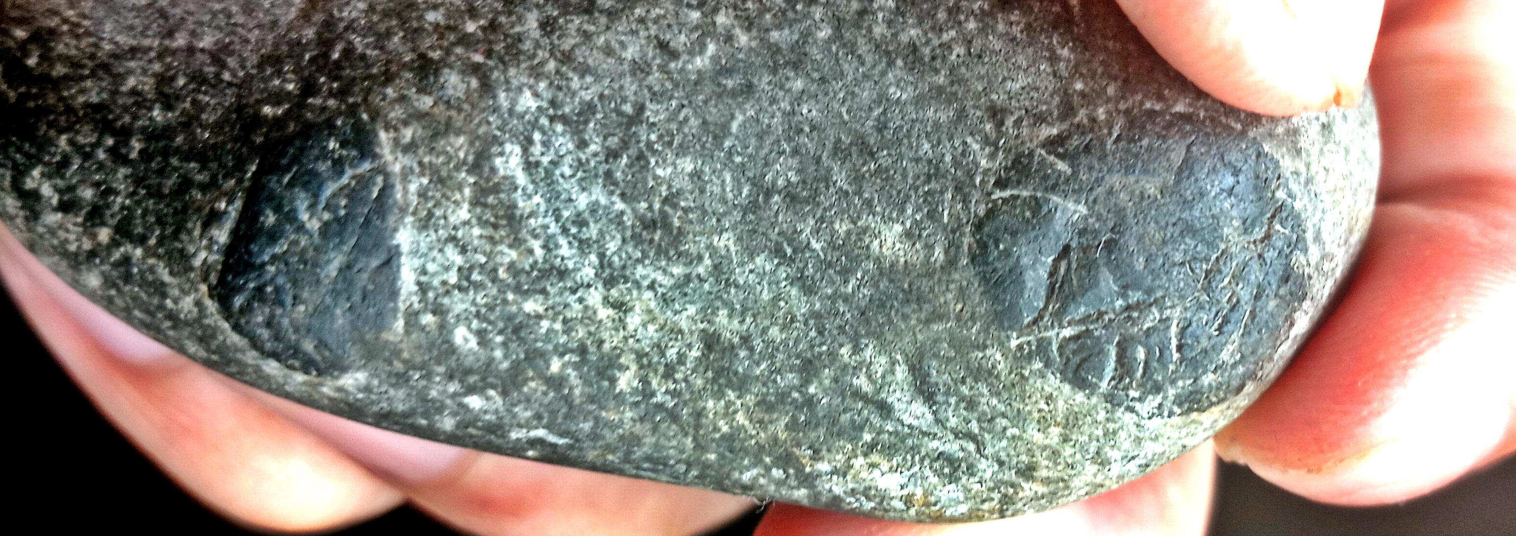 help with identifying fossils from alberta - Fossil ID - The Fossil Forum