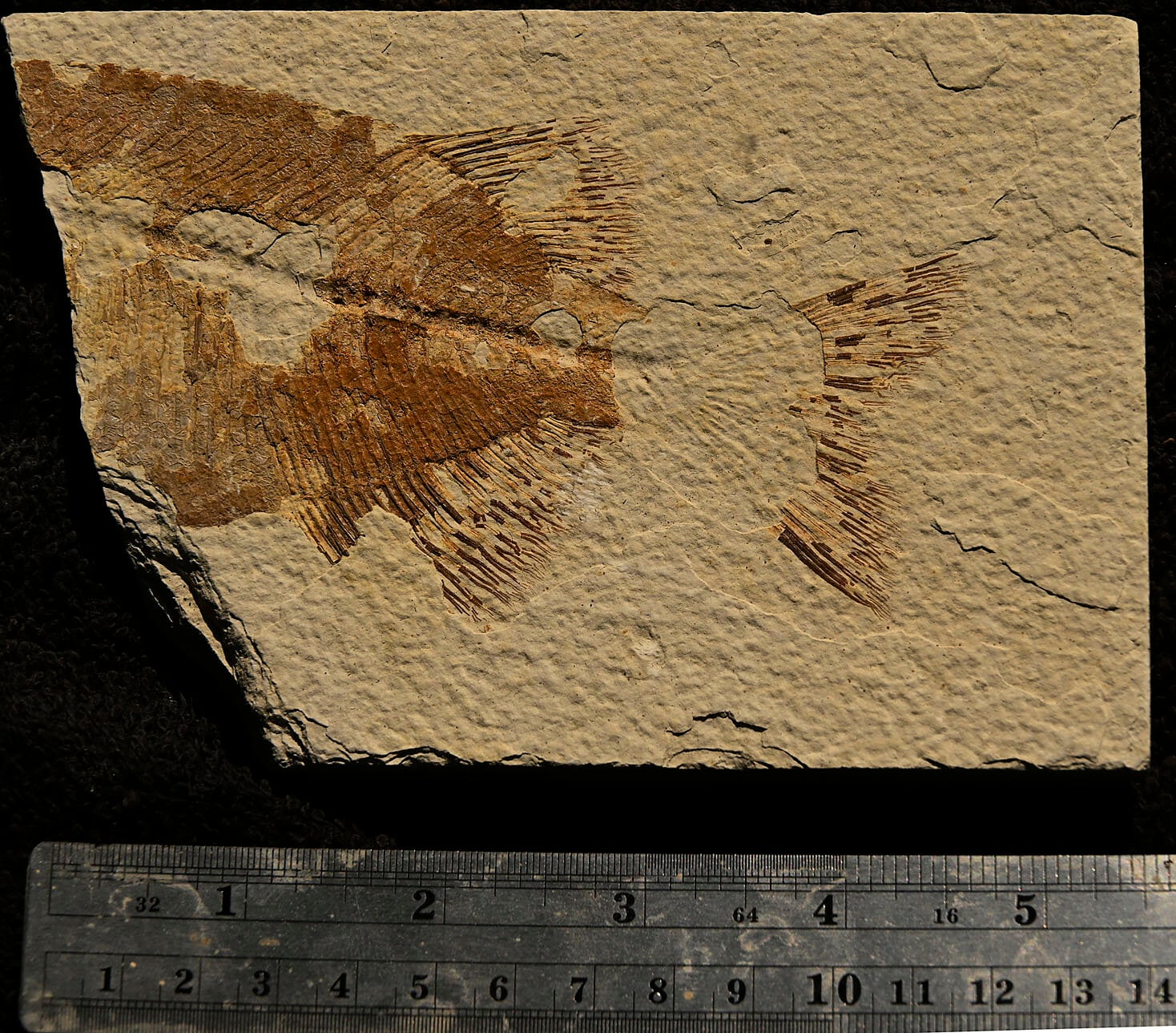 2406 Fish Pix from Kemmerer WY - Fossil Hunting Trips - The Fossil Forum