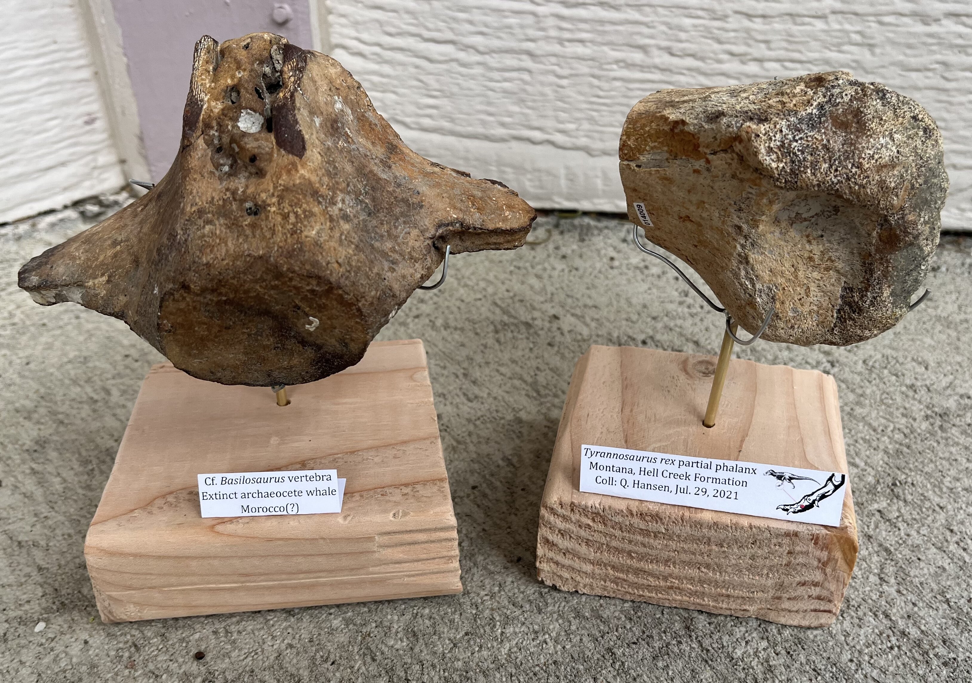 Prototype DIY Armatures for Larger Fossils - Member Collections - The ...